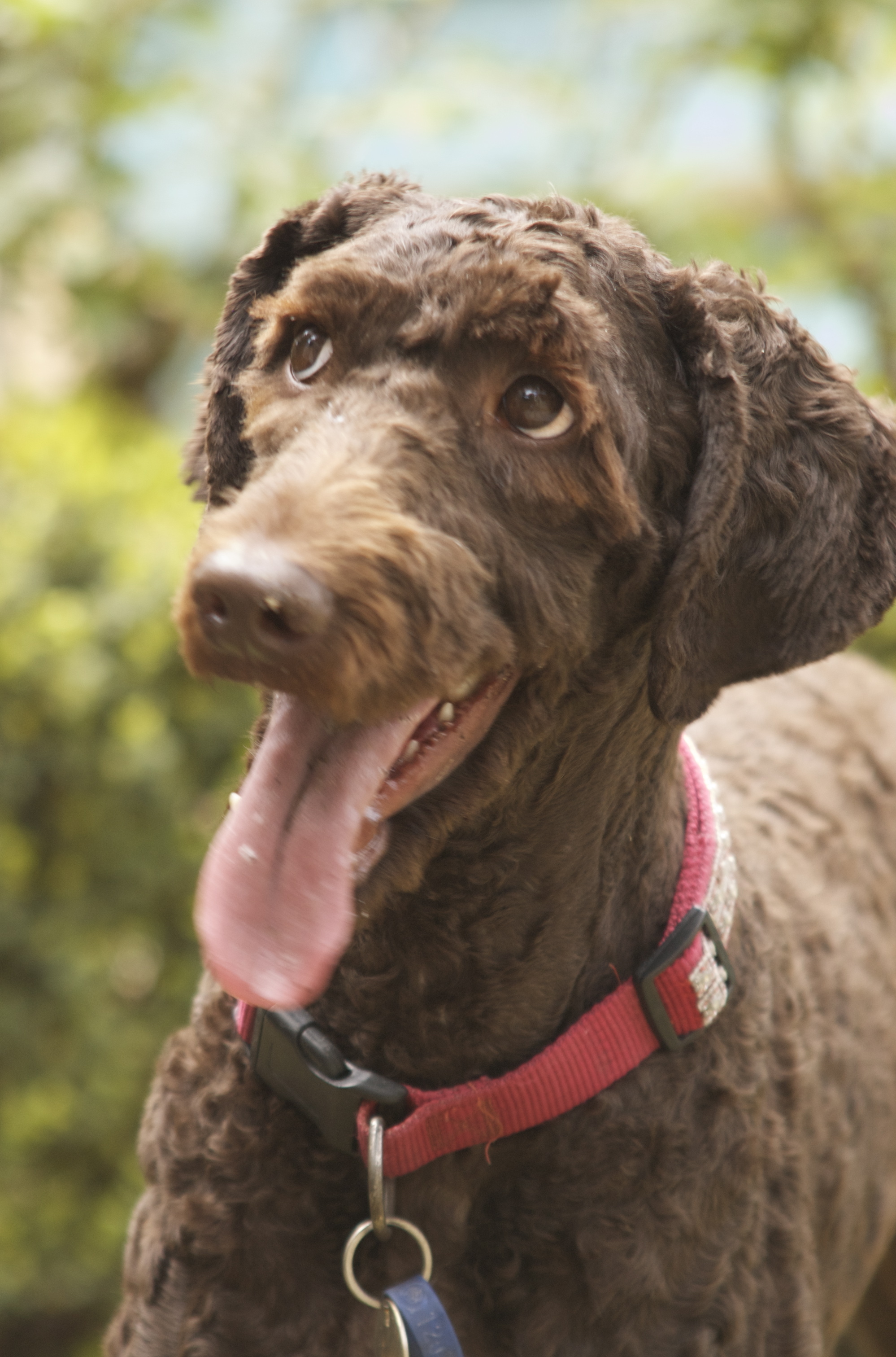 Caddy - Medium Female Labradoodle Dog in WA - PetRescue