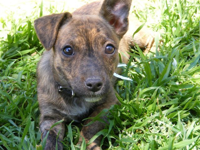 Ike (Trying Out A New Home) - Medium Male Small Mix Dog in NSW - PetRescue