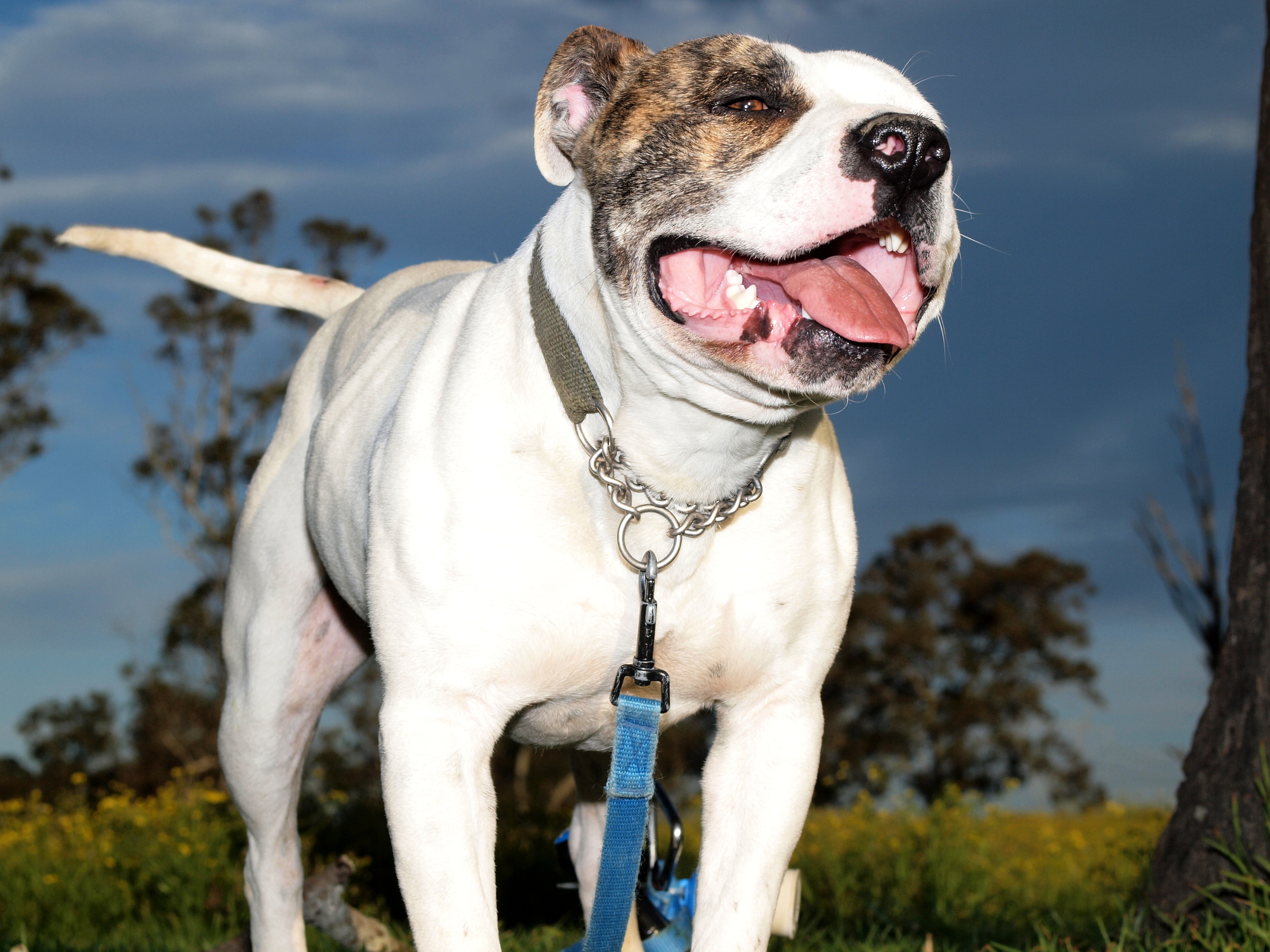 Bosley - Medium Male Staffordshire Bull Terrier Dog in NSW - PetRescue