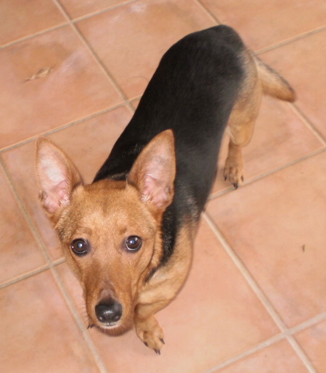 Jaycee - Small Male Foxie Mix Dog in QLD - PetRescue