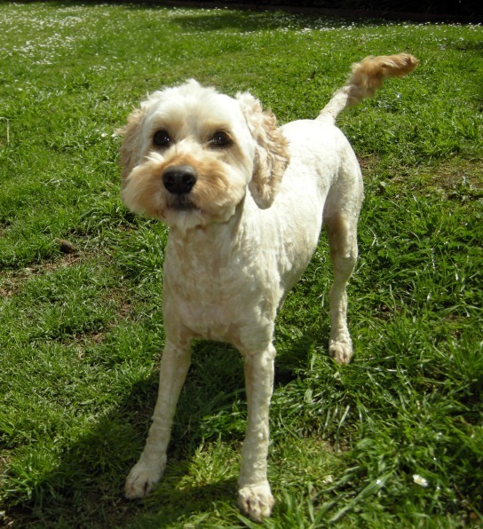 Maisie - On Trial in Her New Home! - Medium Female Poodle x Cocker ...