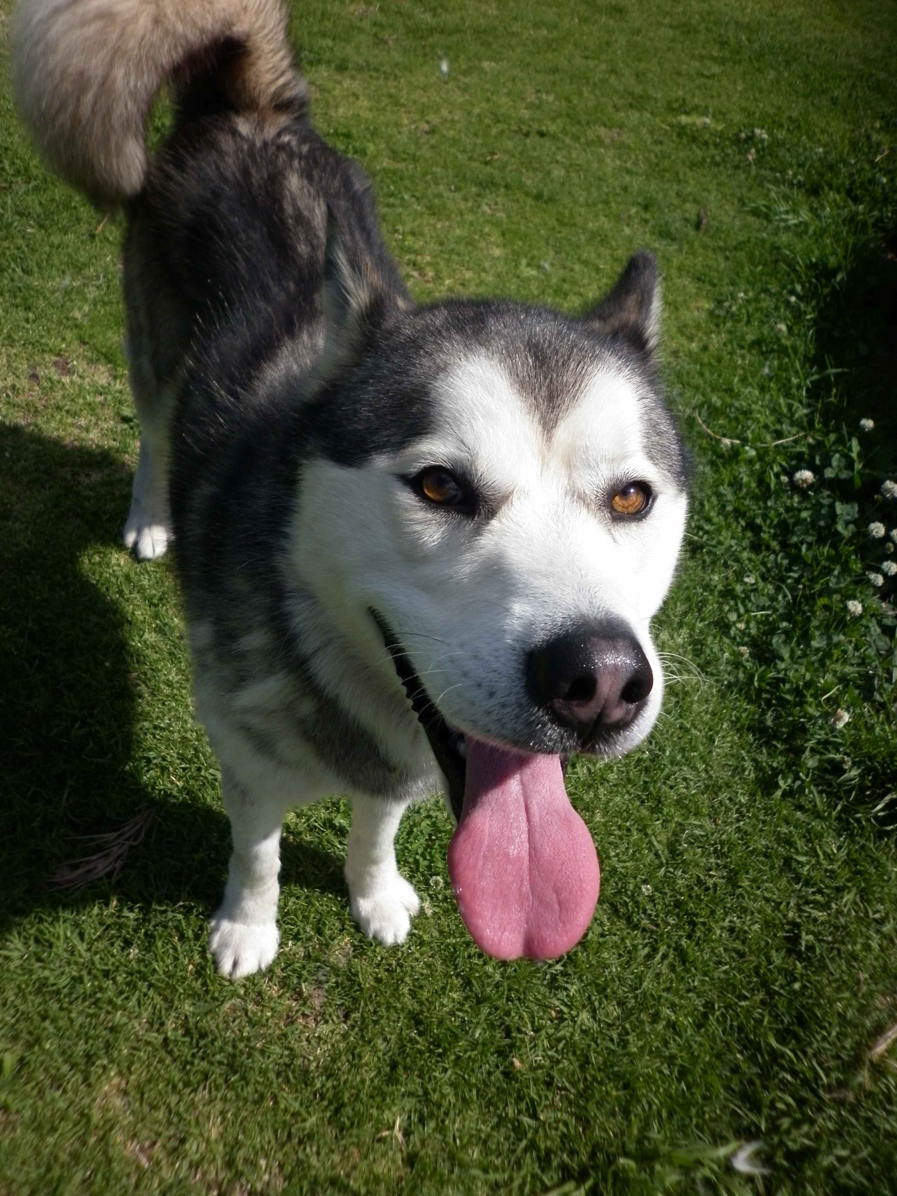 Chip Trialling New Home - Large Male Alaskan Malamute Mix Dog in NSW ...