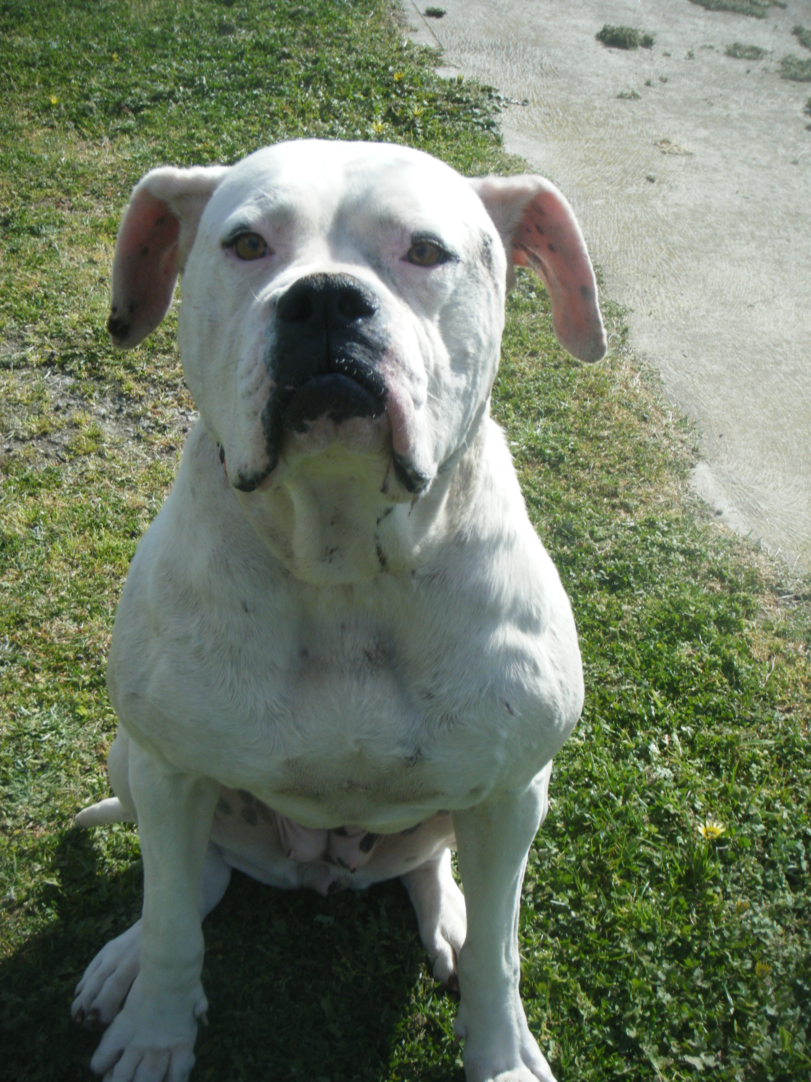 Tully - Large Female American Bulldog Dog in VIC - PetRescue