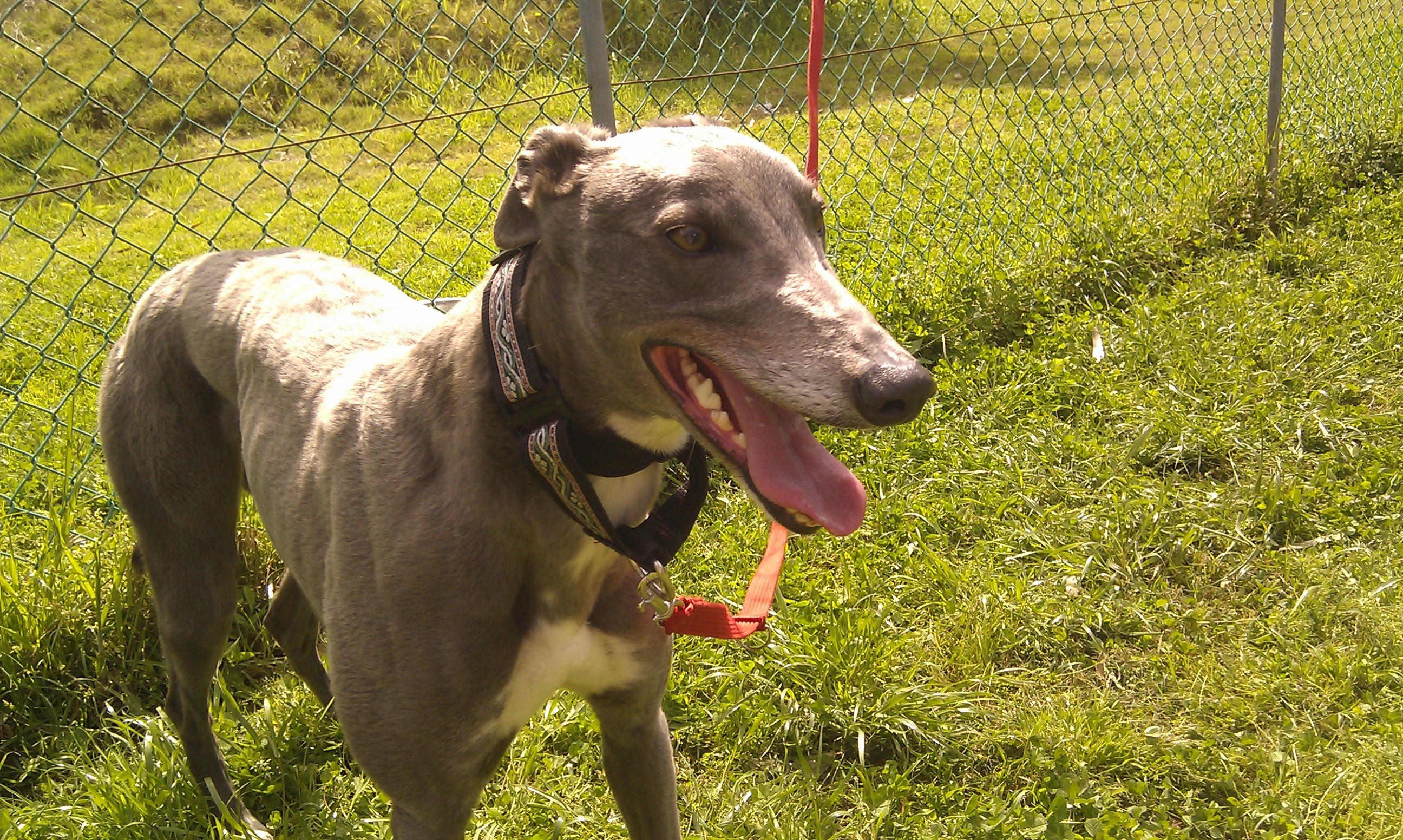 Frenchie - Medium Female Greyhound Dog in NSW - PetRescue