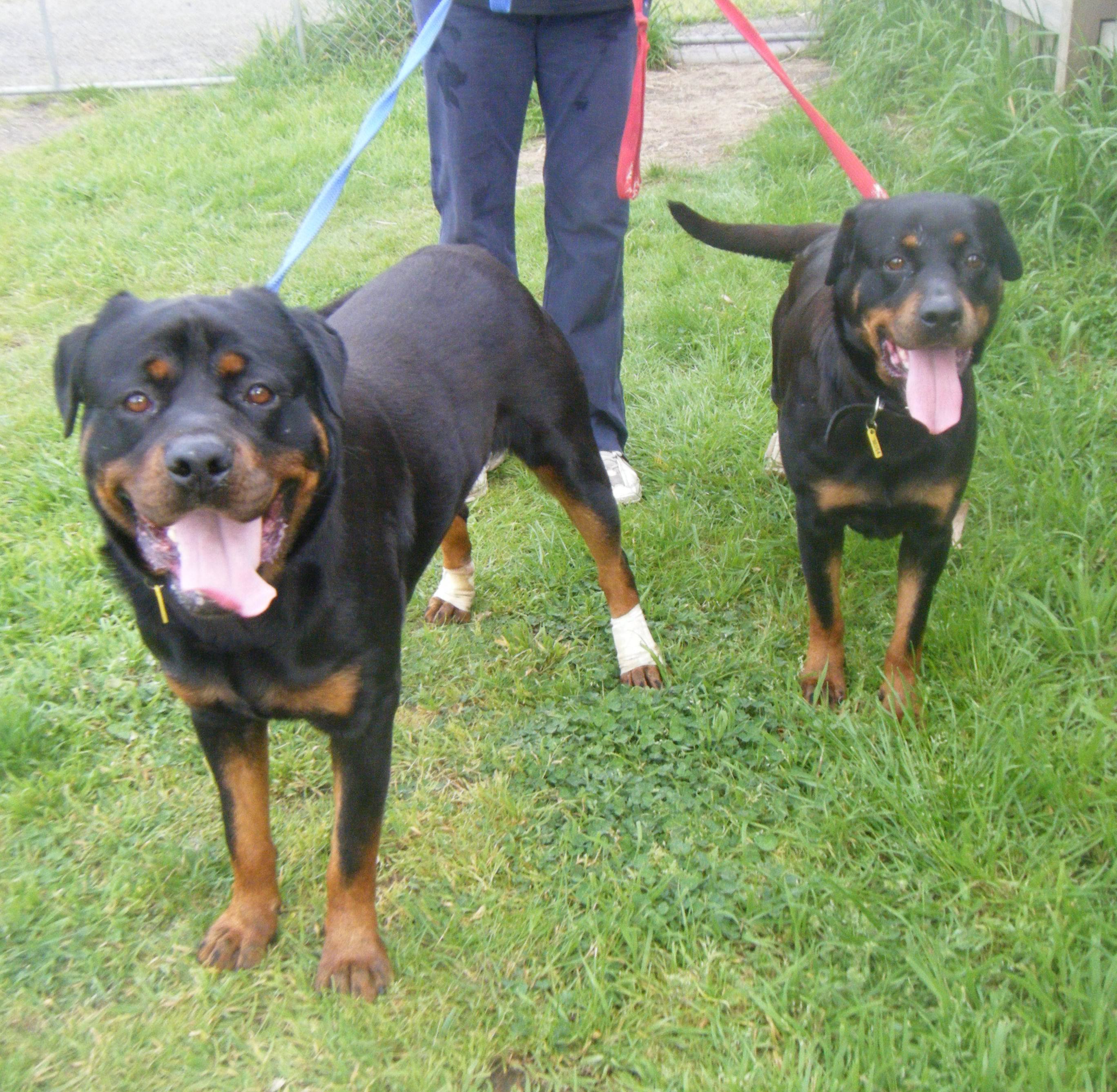 Tj & Tia (To Be Rehomed Together) - Large Male Rottweiler Dog in VIC ...