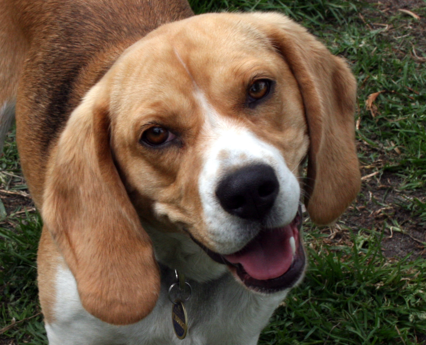 Aspen (On Trial) - Medium Female Beagle Dog in VIC - PetRescue