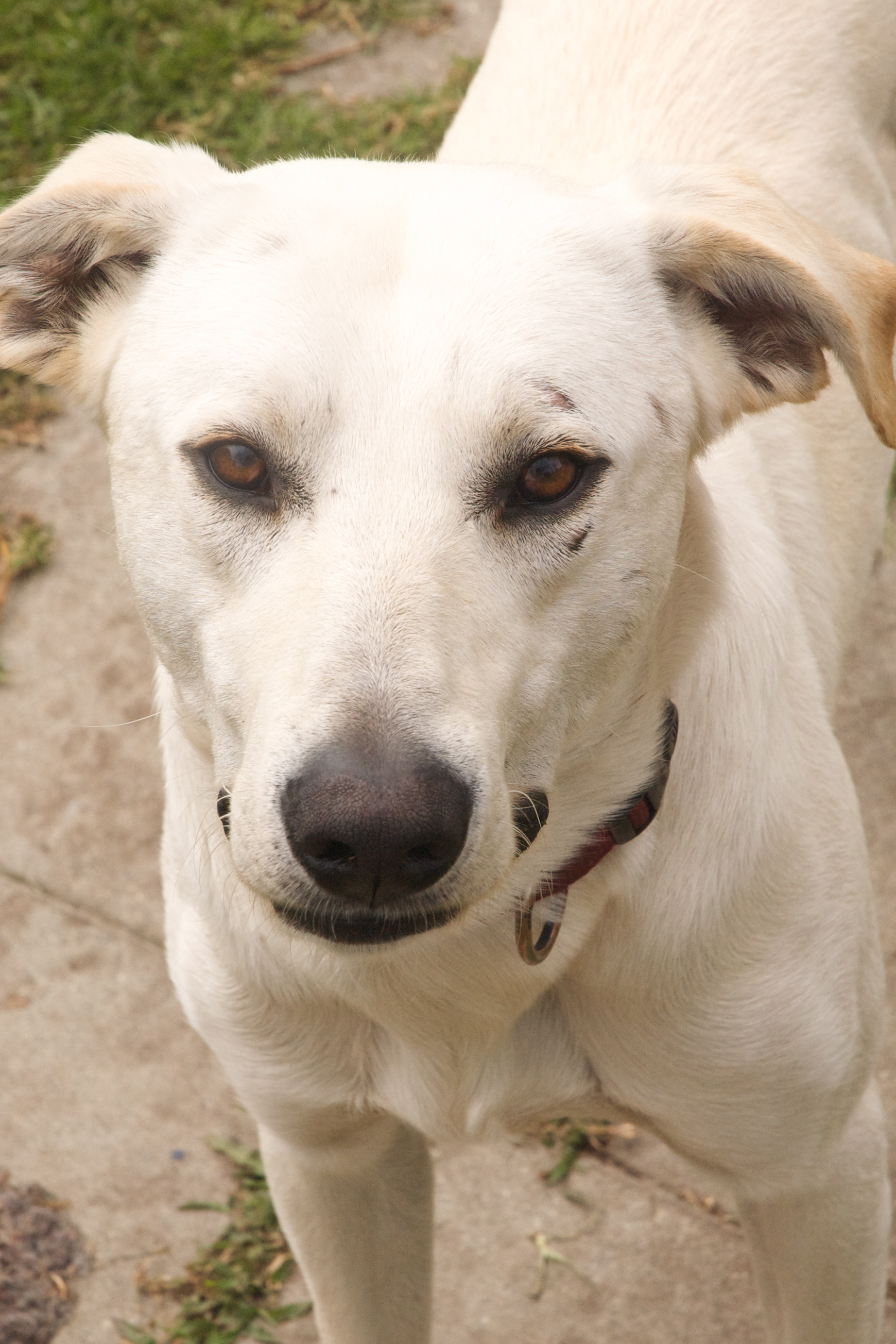 Urgent Foster Care - Medium Male Labrador Mix Dog in WA - PetRescue
