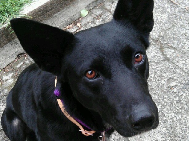 Jessie - Medium Female Kelpie Purebred Dog in NSW - PetRescue