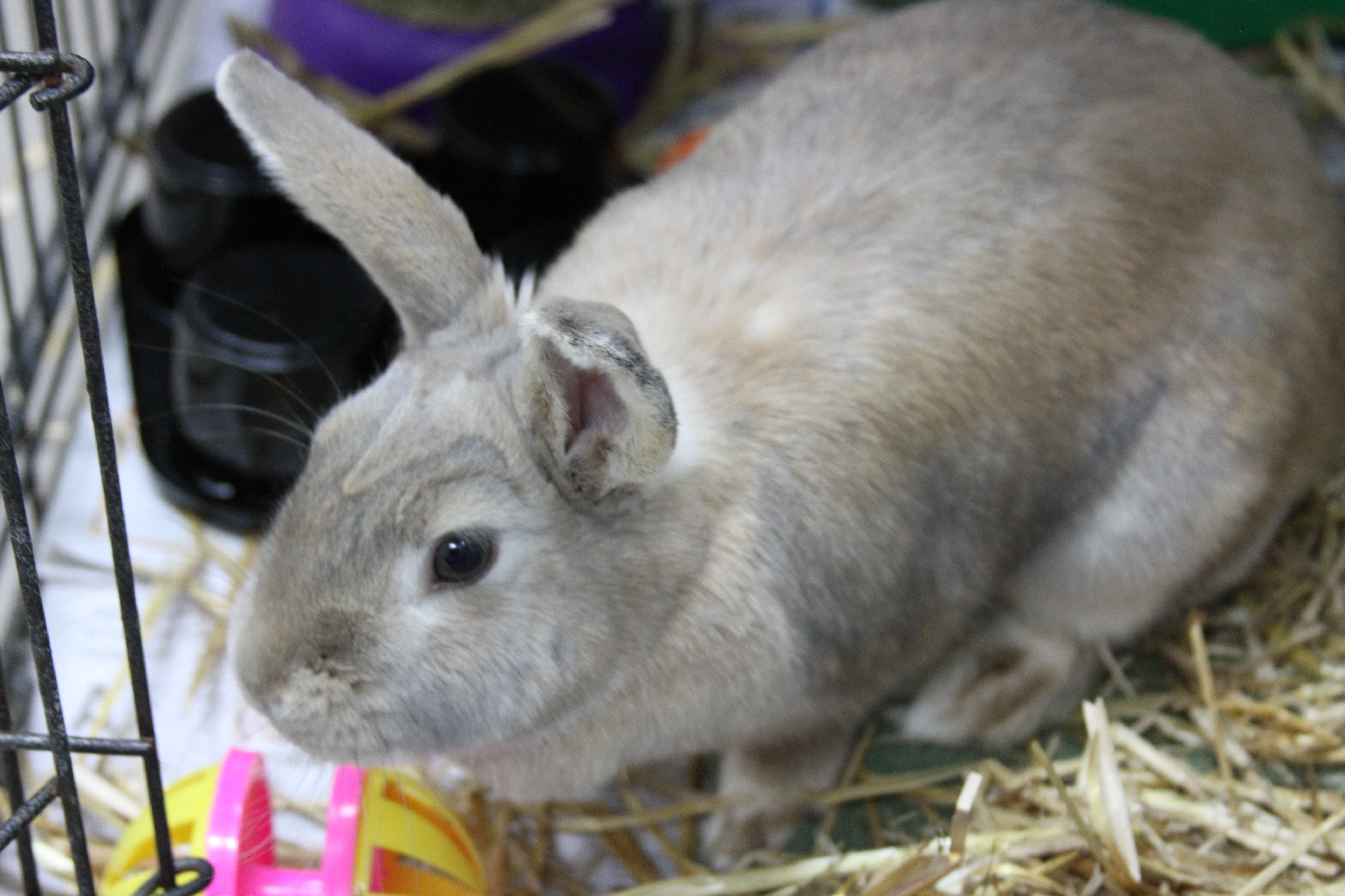Ginger C7942 - Female Rabbit in VIC - PetRescue