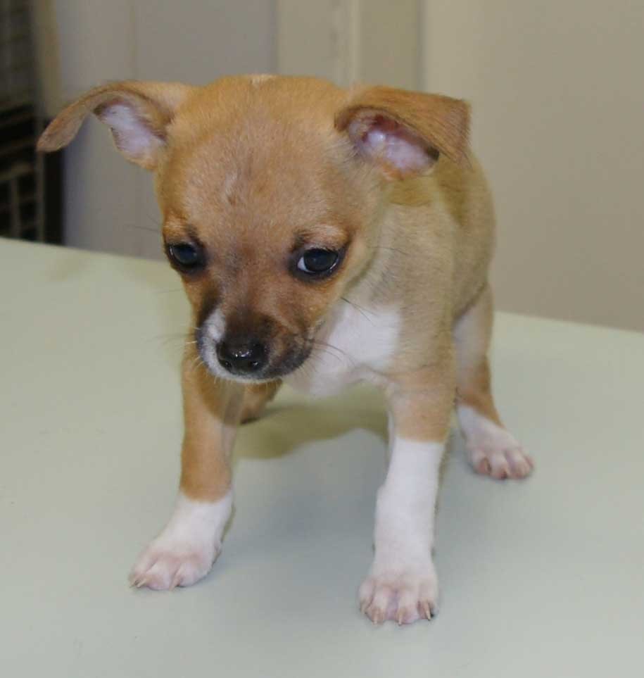 Kelli - Medium Male Chihuahua Mix Dog in SA - PetRescue