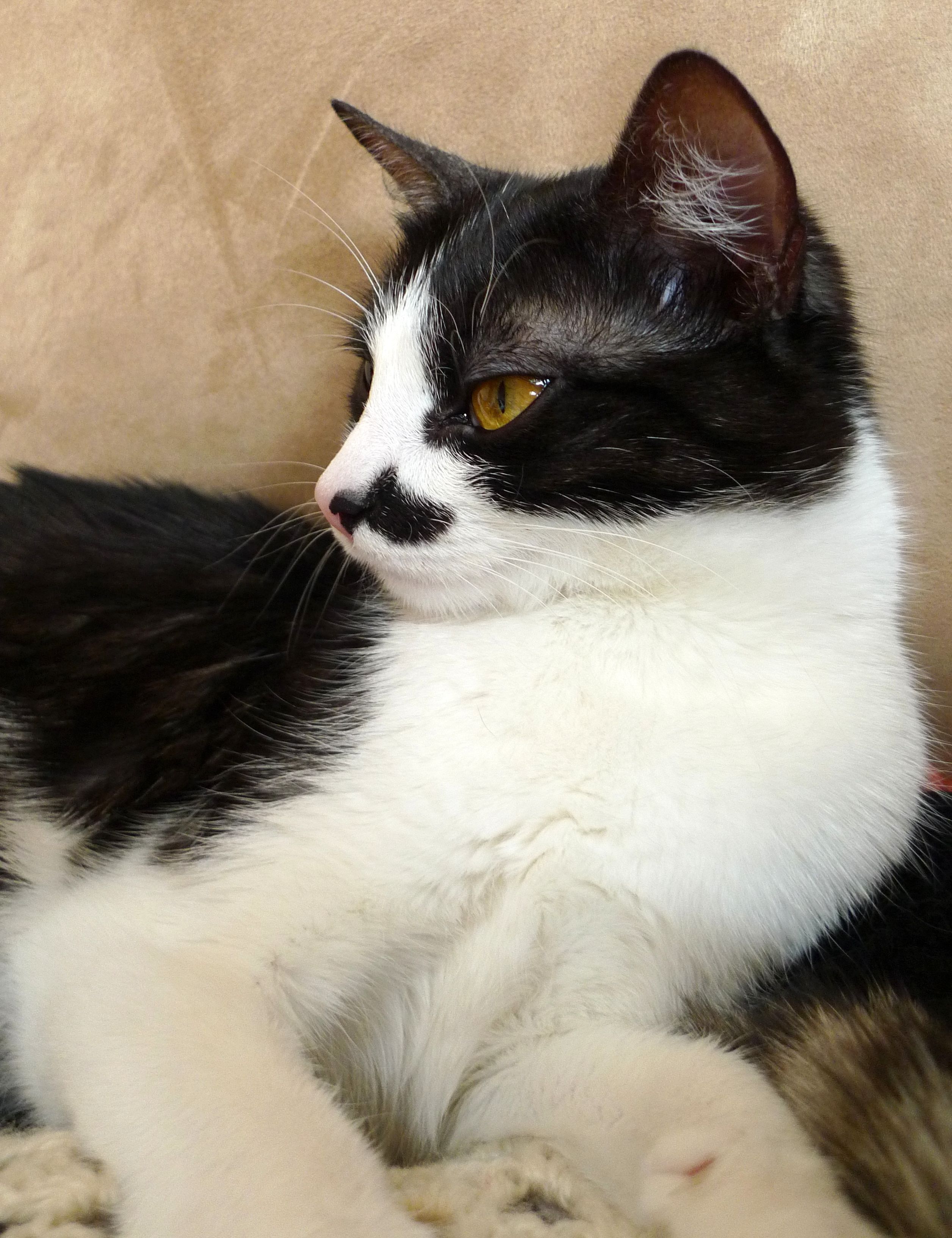 Meg - Female Moggie Cat in VIC - PetRescue