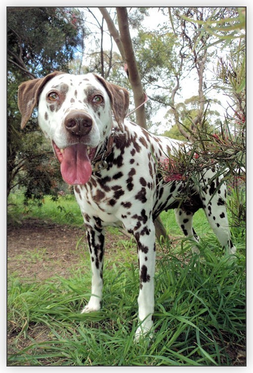 Dotti - Large Female Dalmatian Dog in TAS - PetRescue
