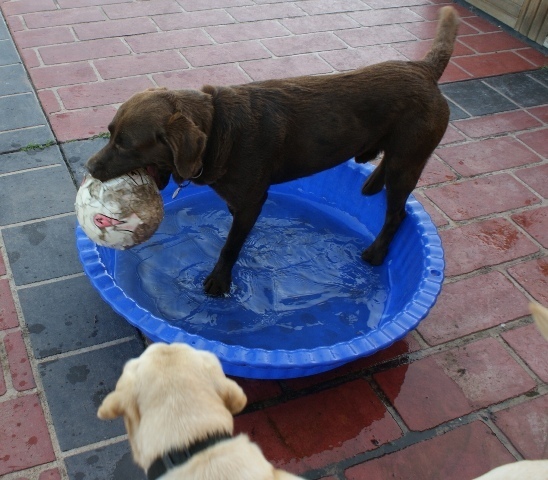 Cadel - Medium Male Labrador Dog in NSW - PetRescue
