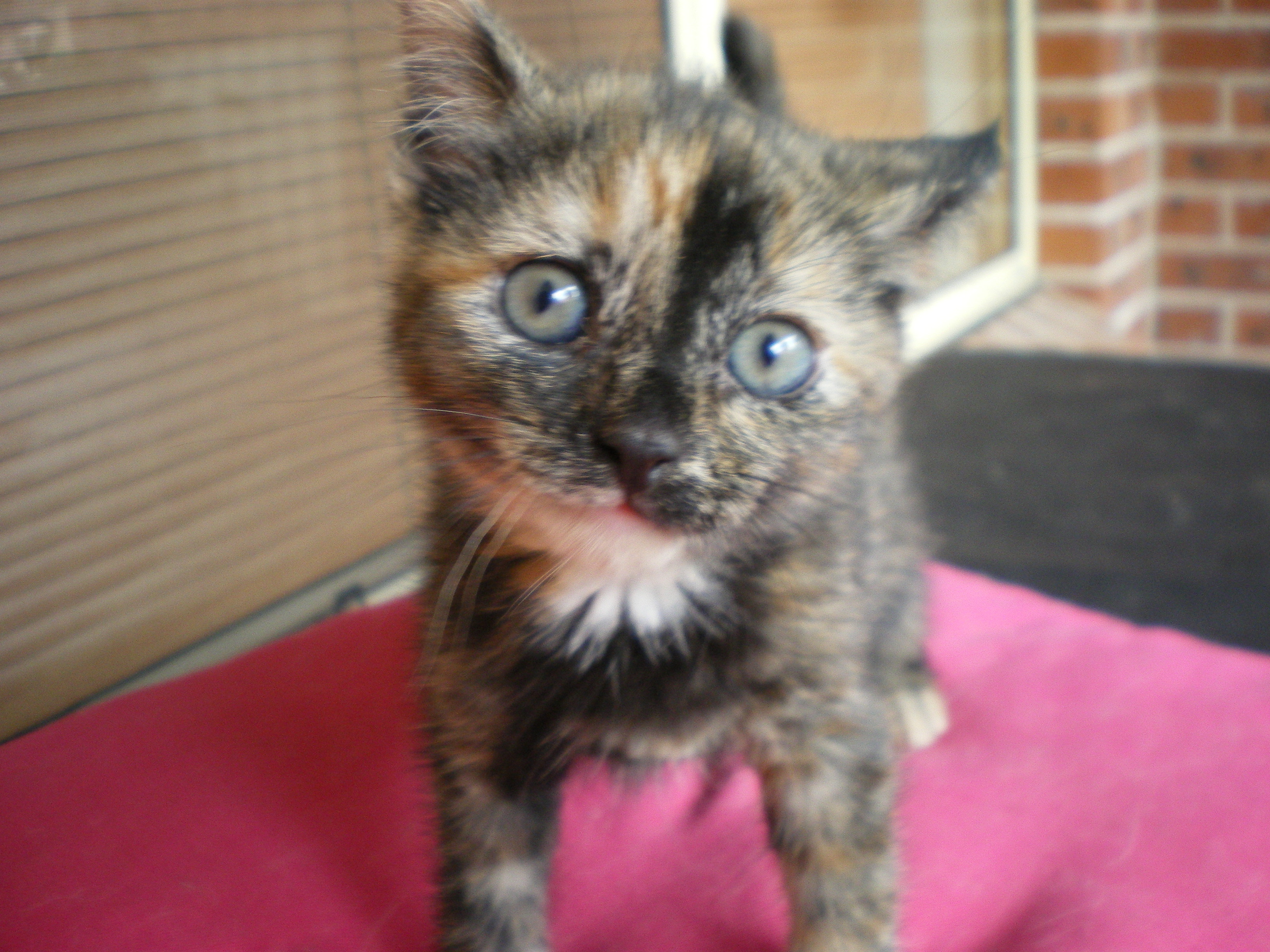 Sassy - Female Dsh Cat in NSW - PetRescue