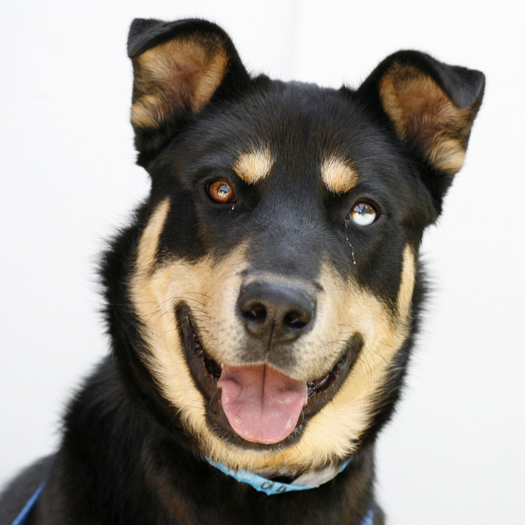 Bobby - Large Male Husky x Kelpie Dog in VIC - PetRescue