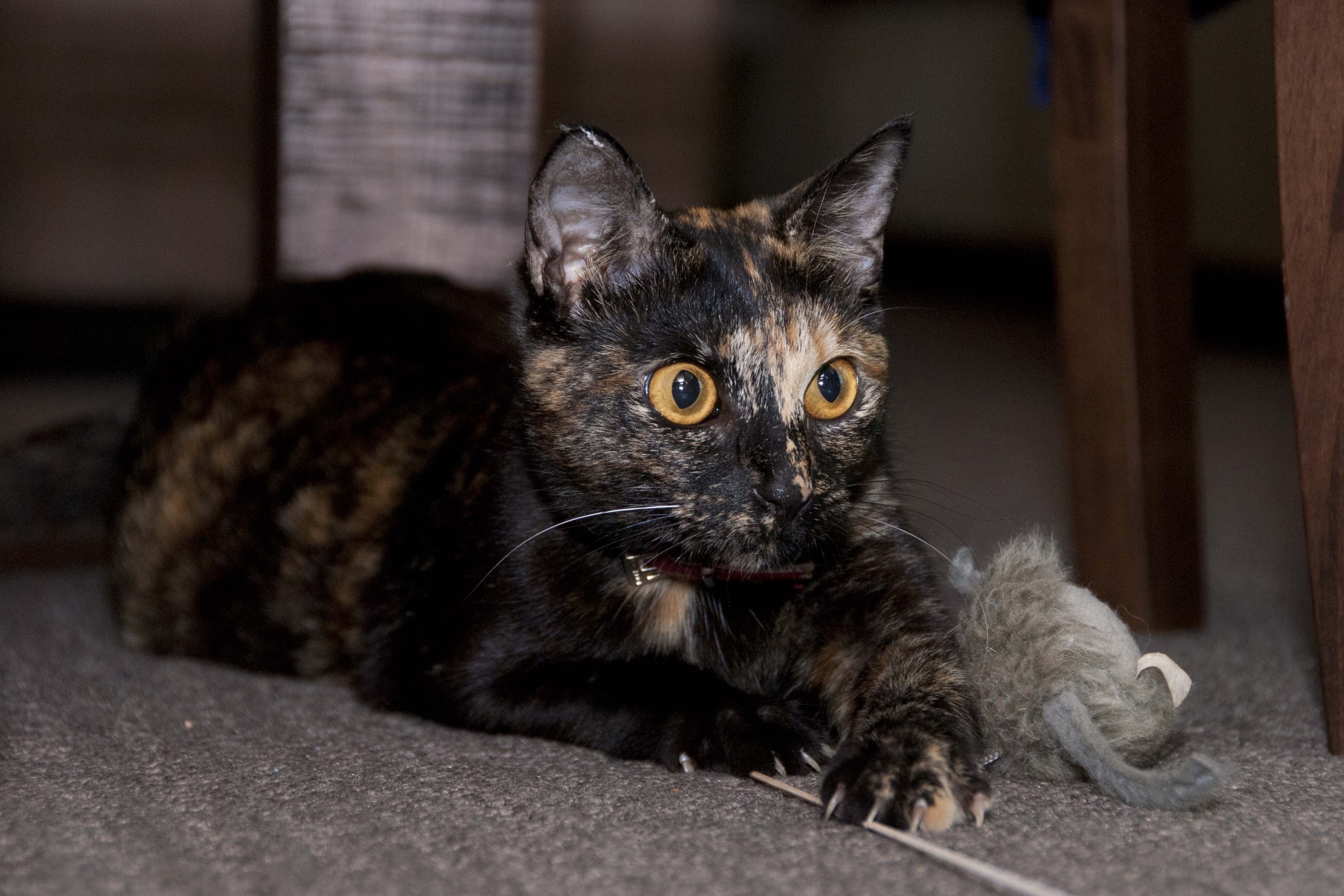 Ginger (Hc071) - Female Domestic Cat in WA - PetRescue