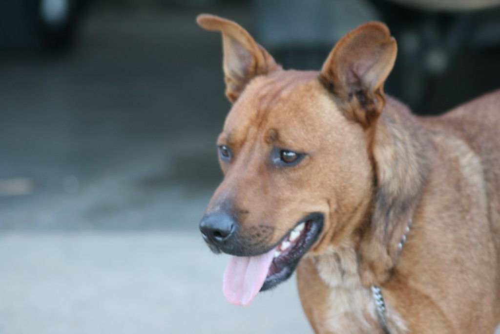 Champ - Medium Male Red Heeler x Staffy Dog in VIC - PetRescue