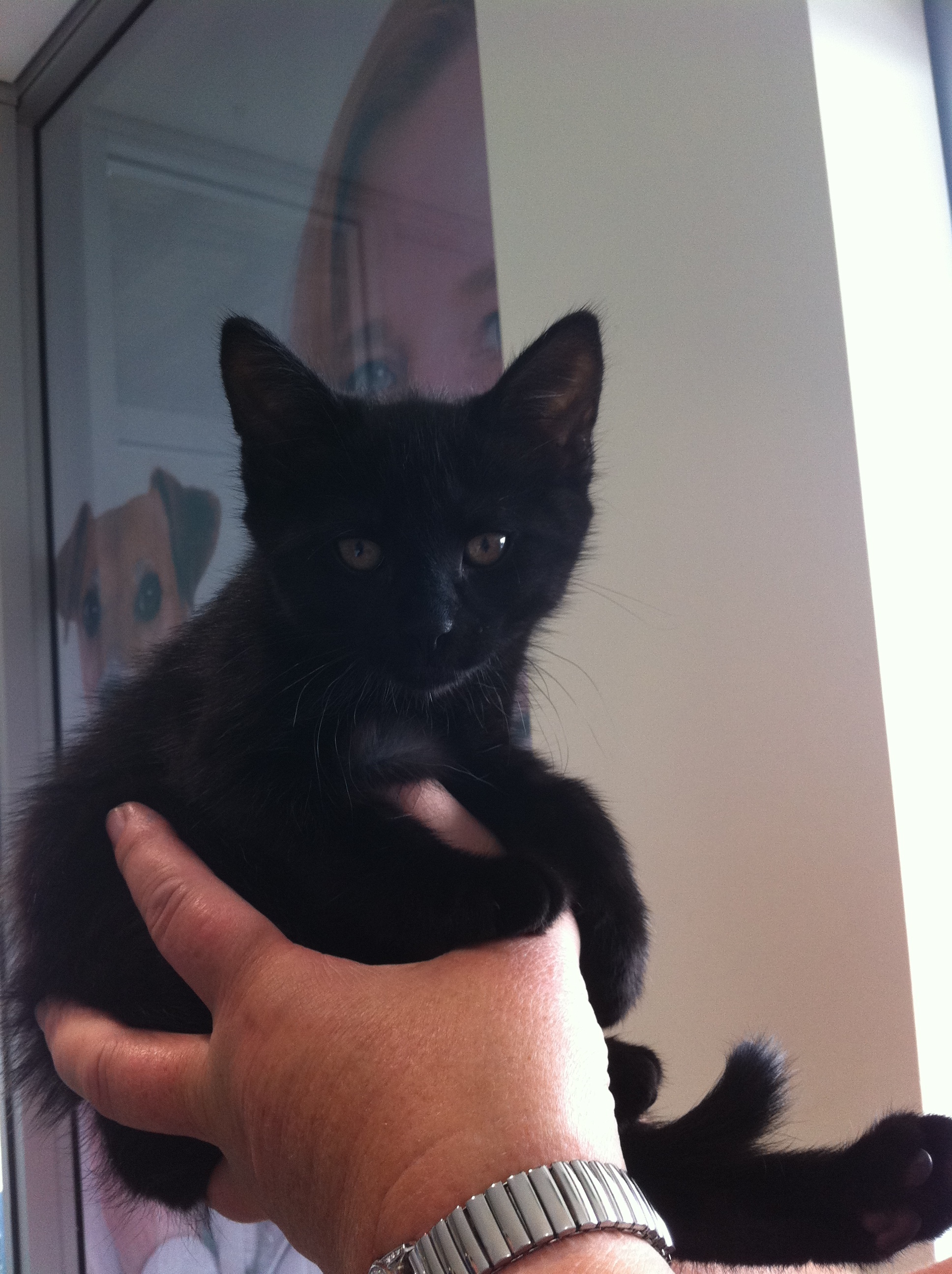 Cupid & Comet - Female Exotic Black Moggie Cat in WA - PetRescue