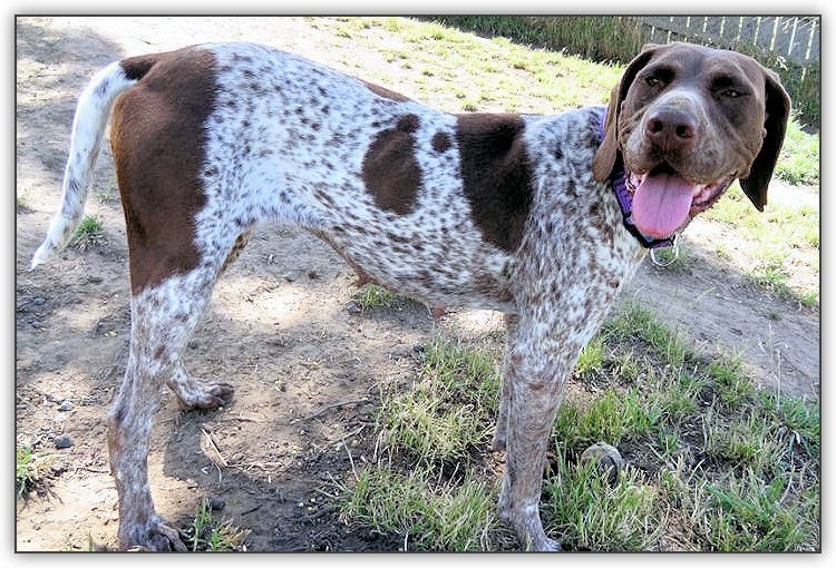 Lucy - Medium Female Pointer Dog in TAS - PetRescue