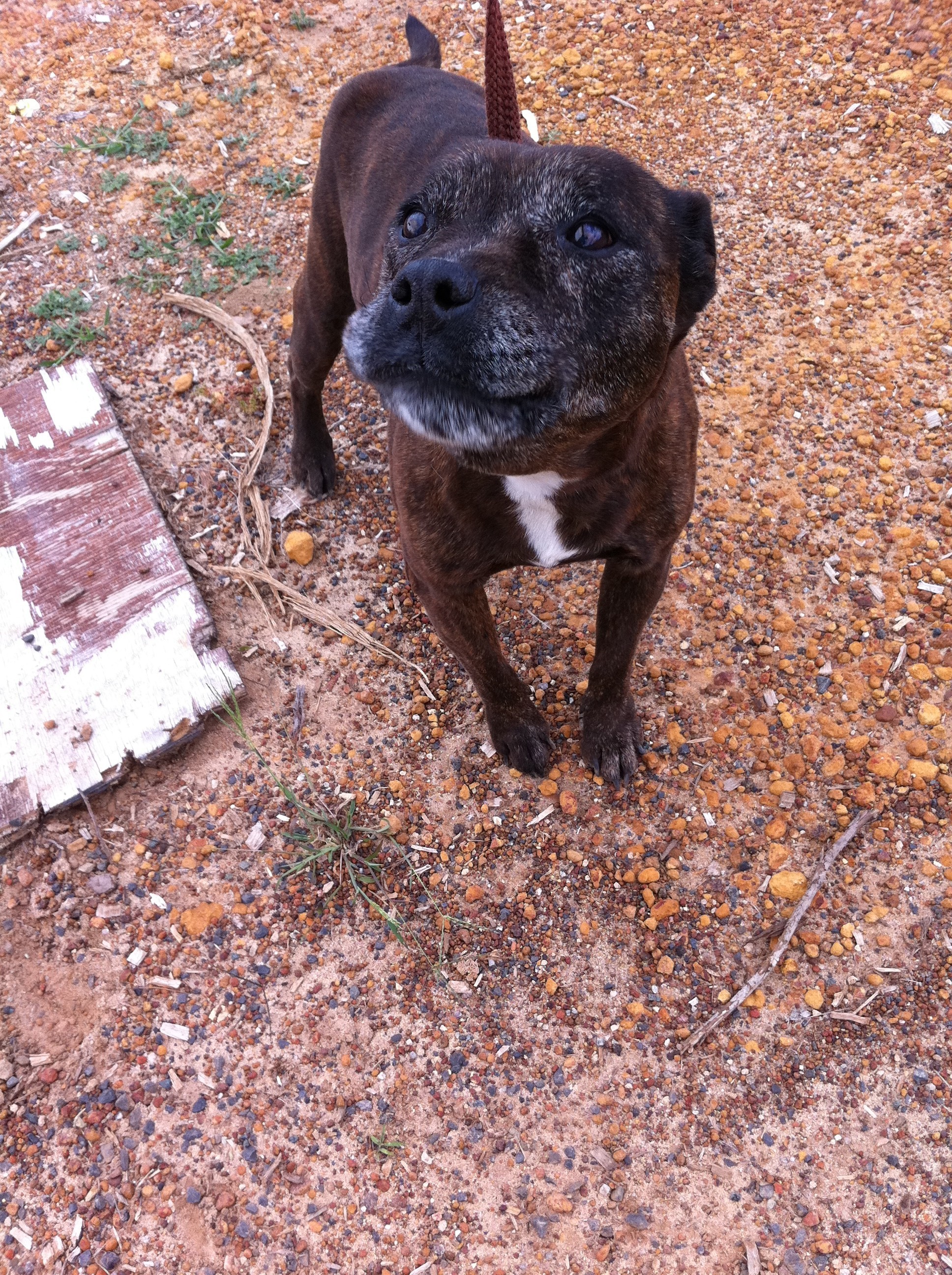 Needs To Be Out of Pound - Medium Female Staffy Dog in WA - PetRescue