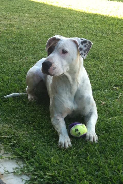 Patches Beautiful Placid Sweetheart - Medium Female Staffy x Dalmation ...