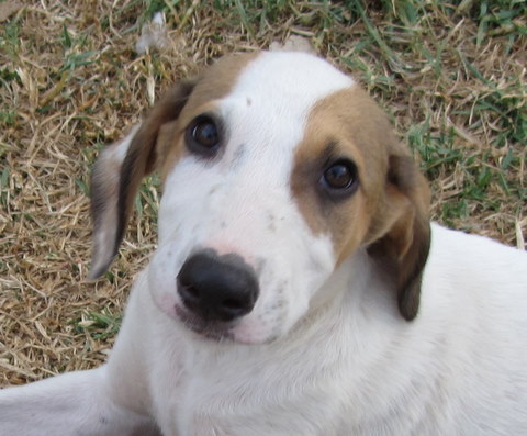 On Hold-Adoption Pending-Cupid - Medium Male Pointer x Staghound Dog in ...