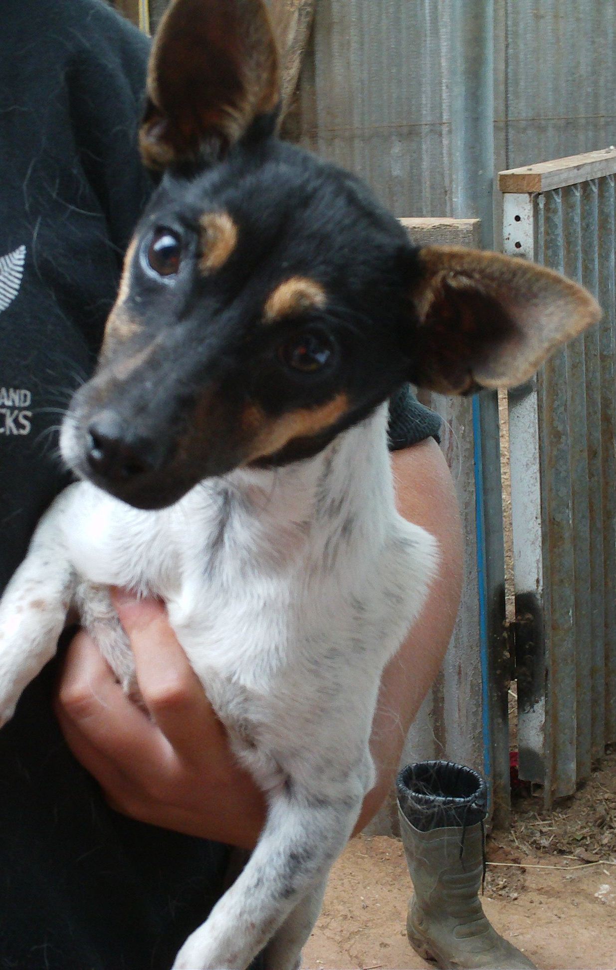 Mouse - Small Female Foxy Dog in NSW - PetRescue