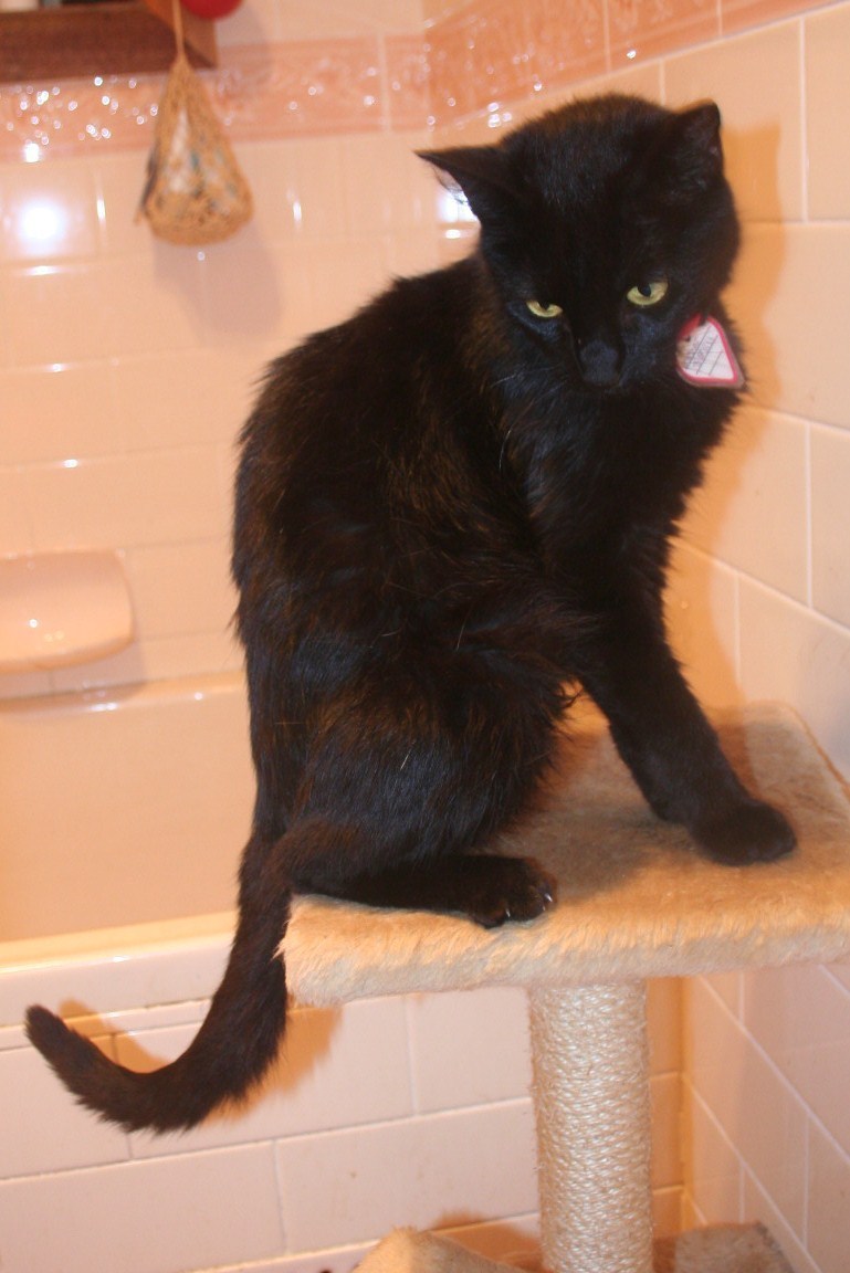 Mary - Female Bombay x Dsh Cat in NSW - PetRescue