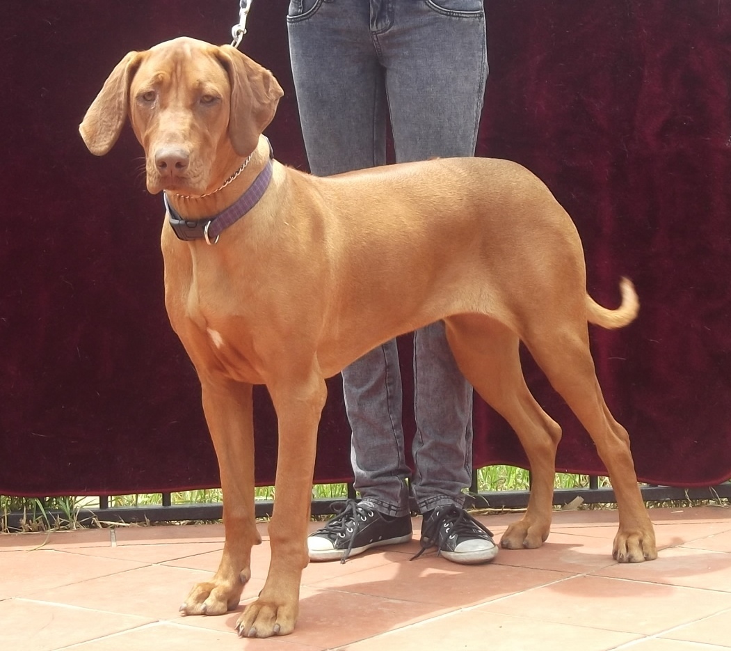 Ruby - Large Female Rhodesian Ridgeback Dog in NSW - PetRescue