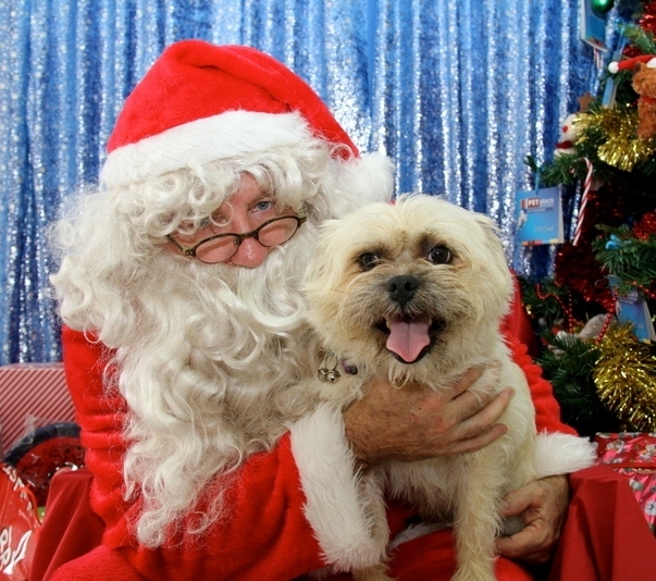 Farthing *On Trial* - Small Male Chinese Crested x Pug Dog in VIC ...