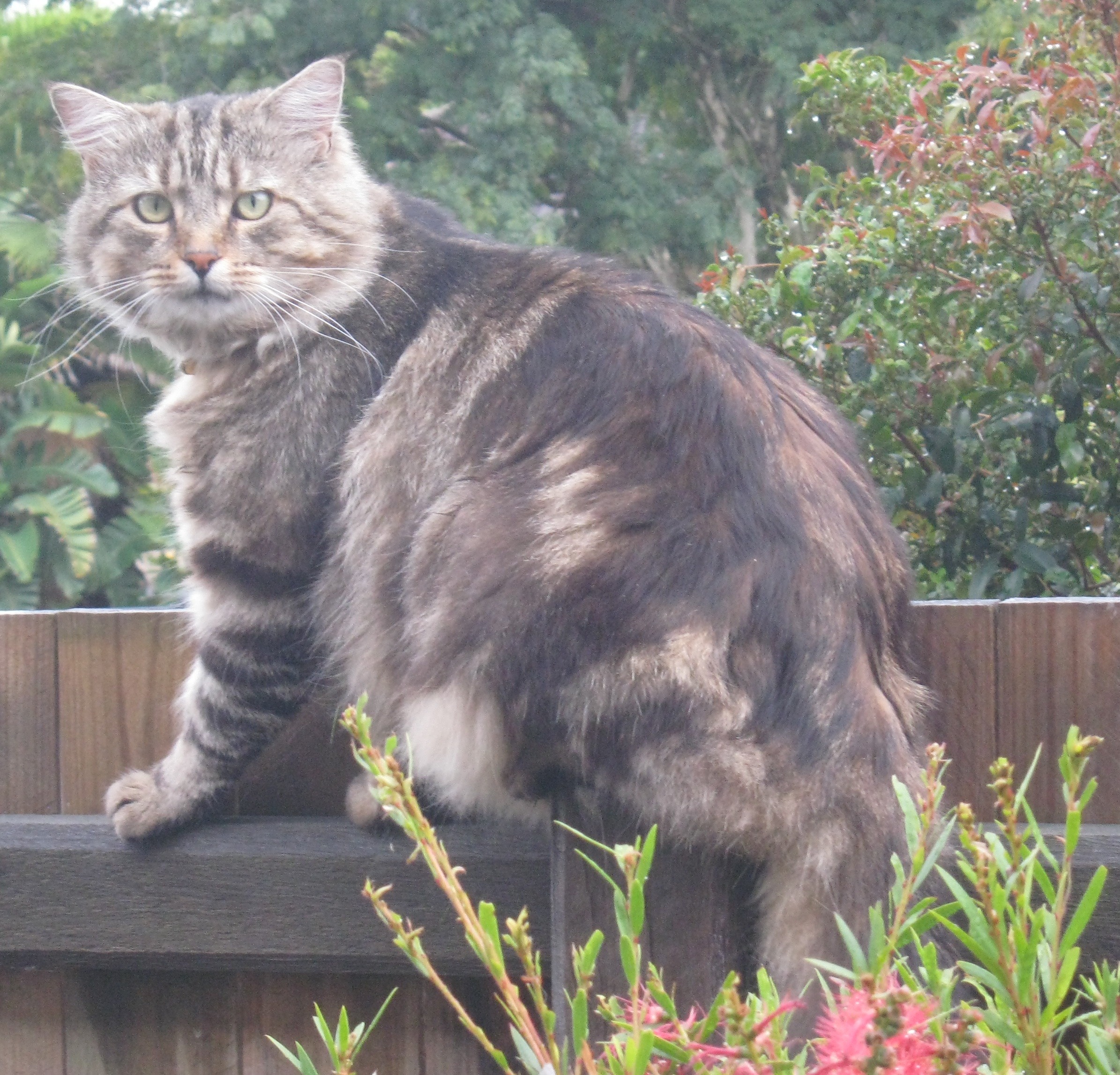 Sly Roamer - Male Maine Coon Mix Cat in QLD - PetRescue