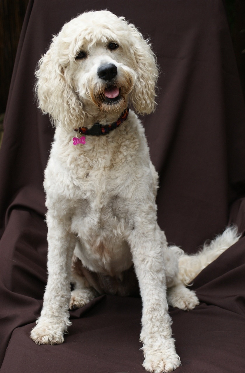 Gertie - Large Female Groodle Dog in NSW - PetRescue