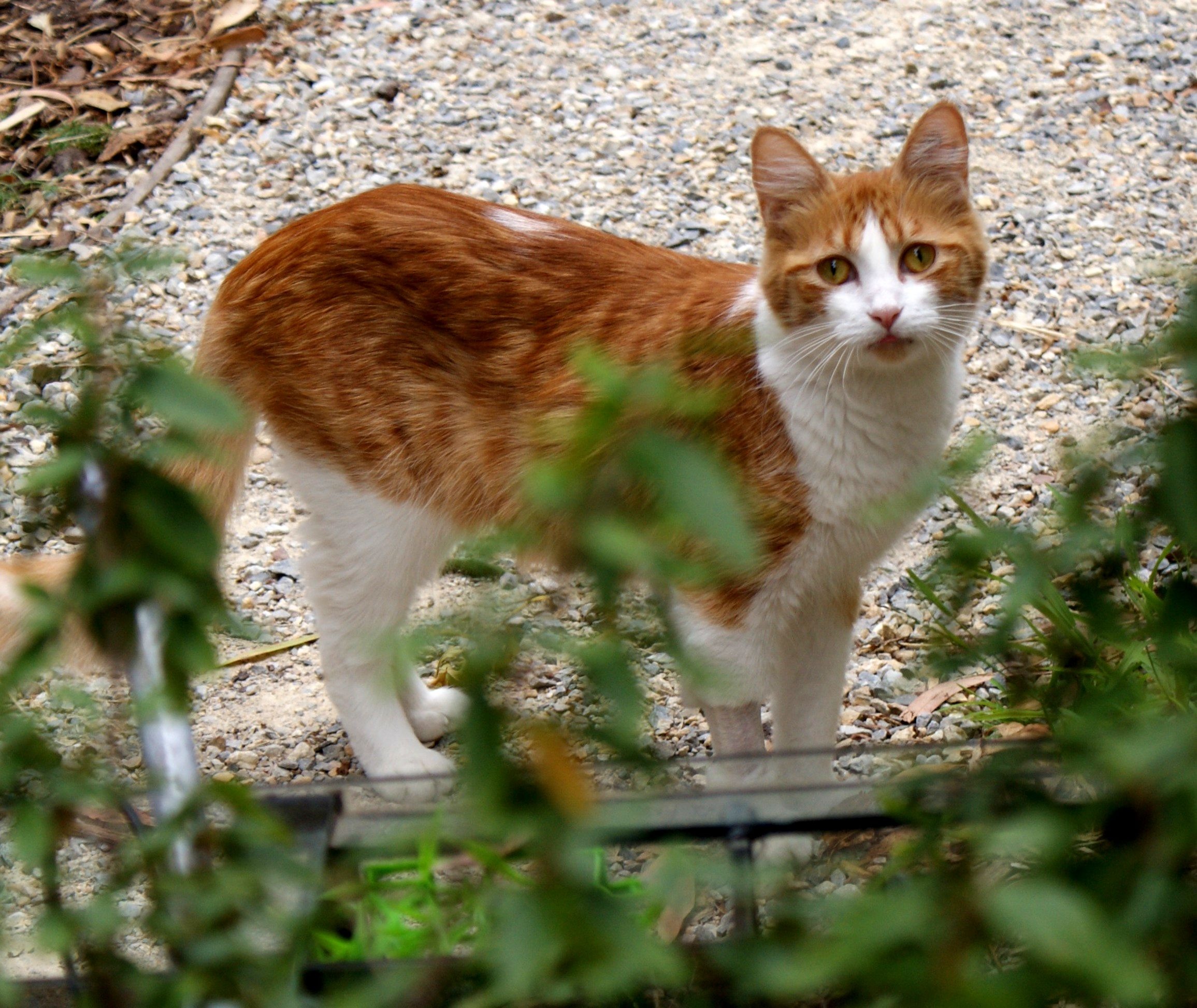 Snuggles - Female Moggie Cat in VIC - PetRescue