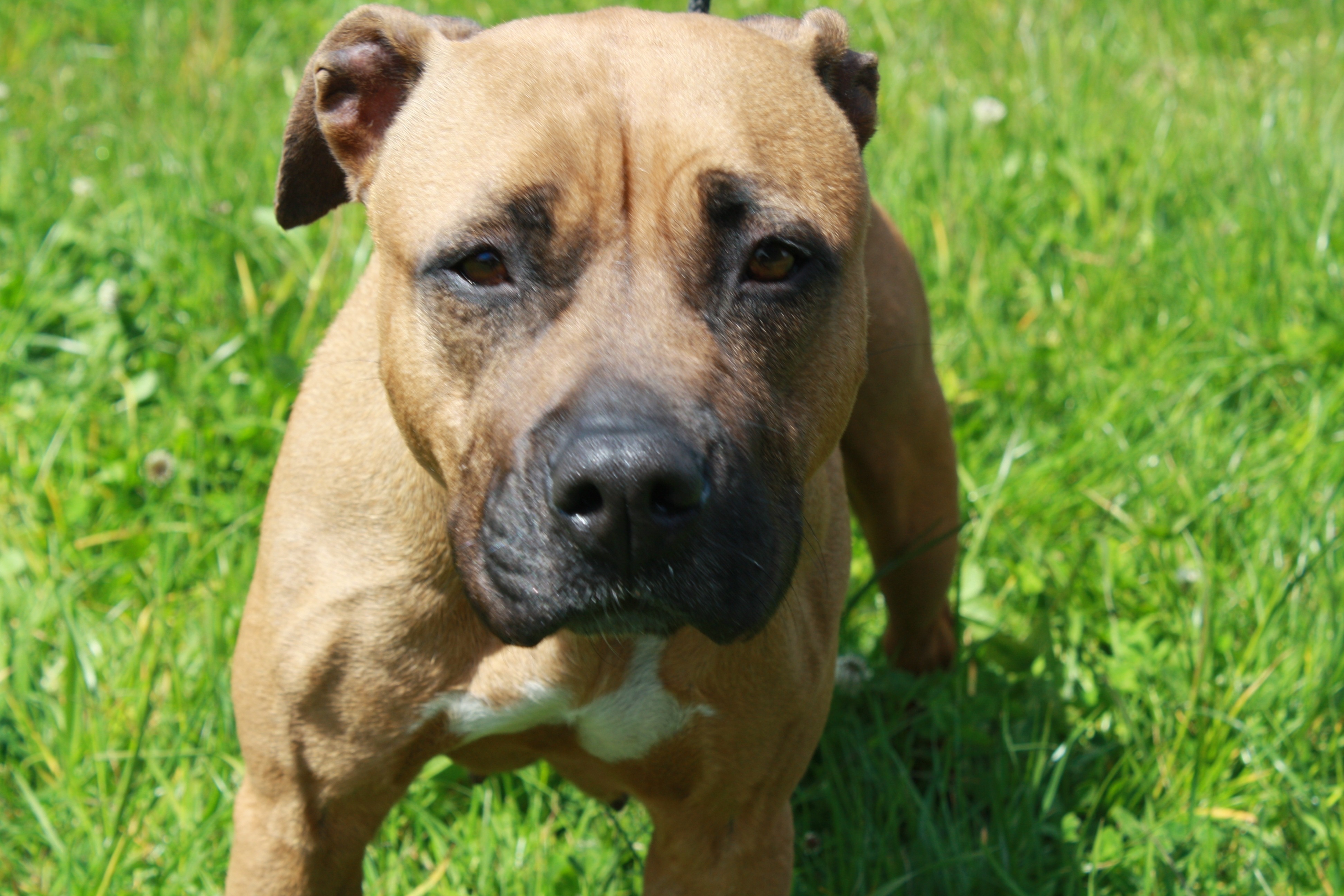 Moe - Large Female Mastiff x Staffy Dog in VIC - PetRescue