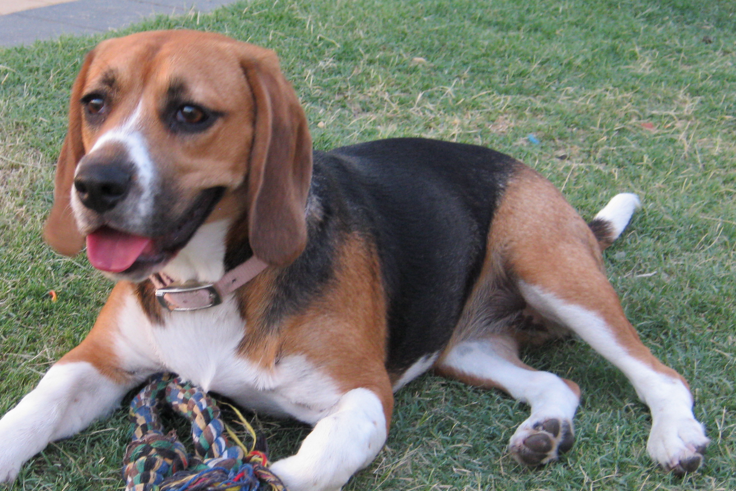 Bella - Pure Bred - Medium Female Beagle Dog in WA - PetRescue