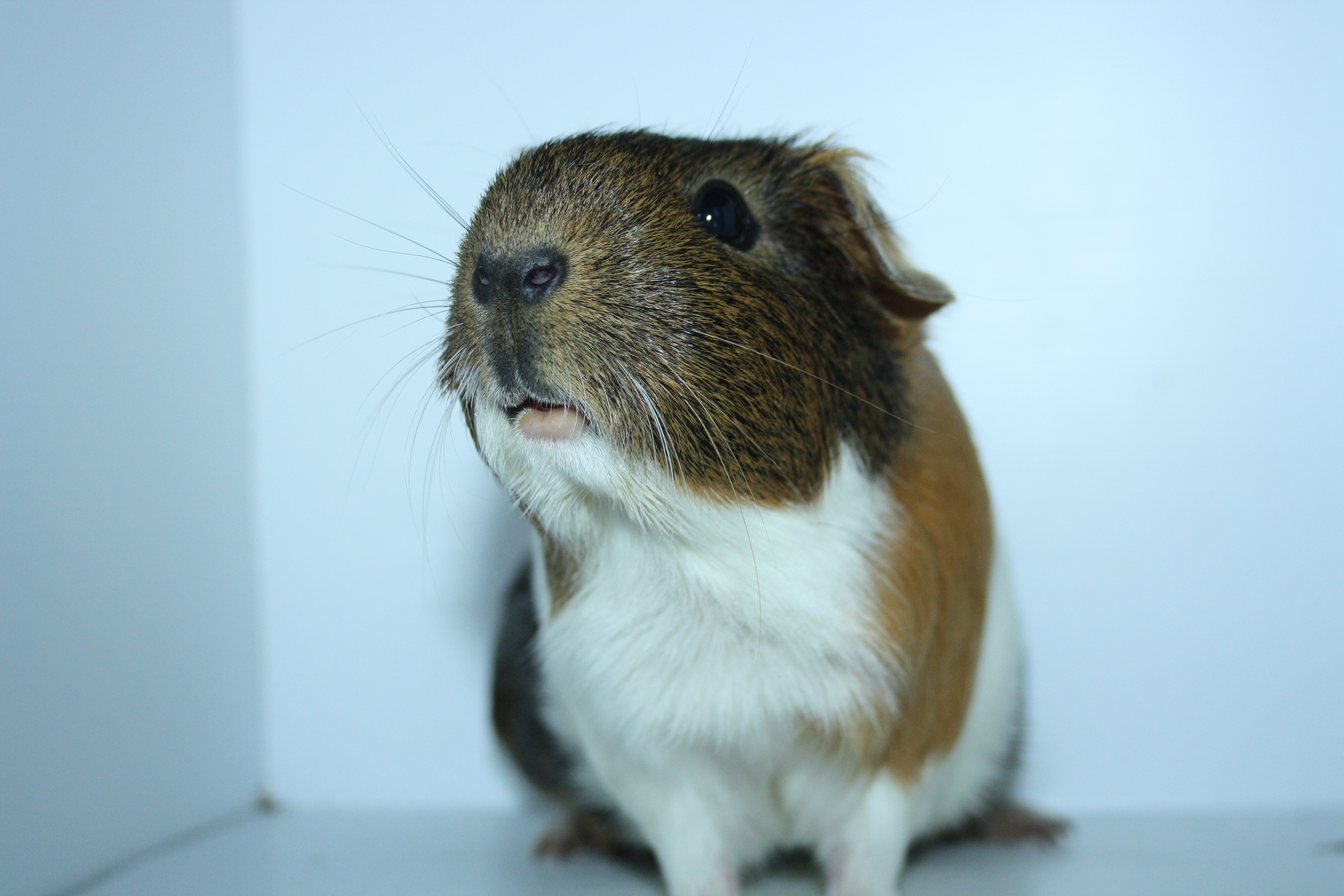 Sassy - Female Short-hair Guinea Pig in QLD - PetRescue