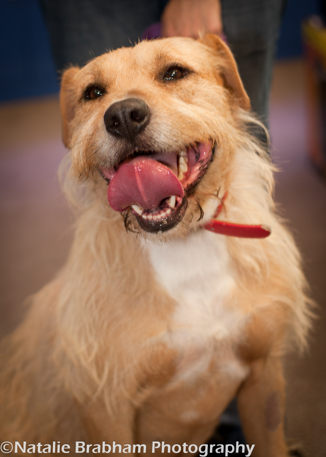 Tyson - Large Male Golden Retriever Wolfhound Mix Dog in VIC - PetRescue