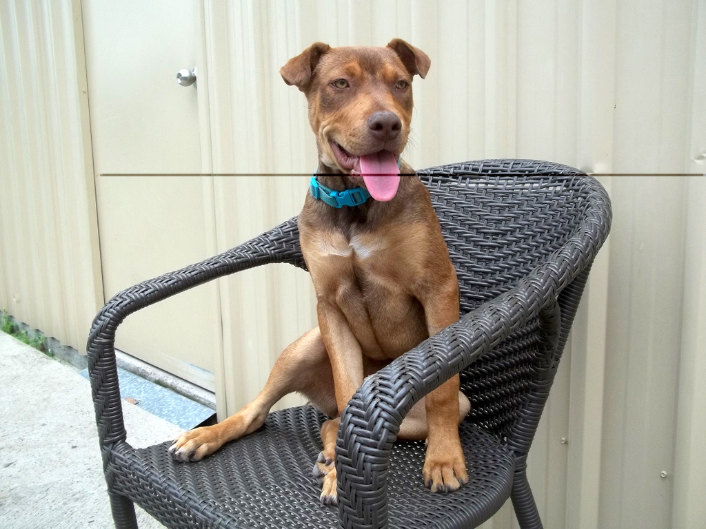 Bluey (On Trial) - Medium Male Kelpie x Staffy x Ridgeback Dog in NSW ...