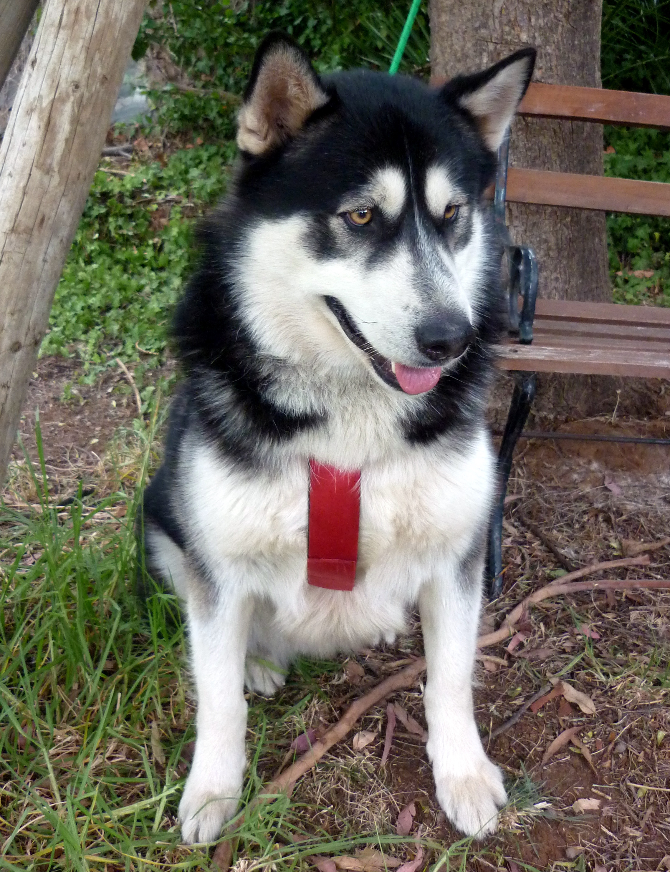 Charlie - Large Male Alaskan Malamute Dog in SA - PetRescue