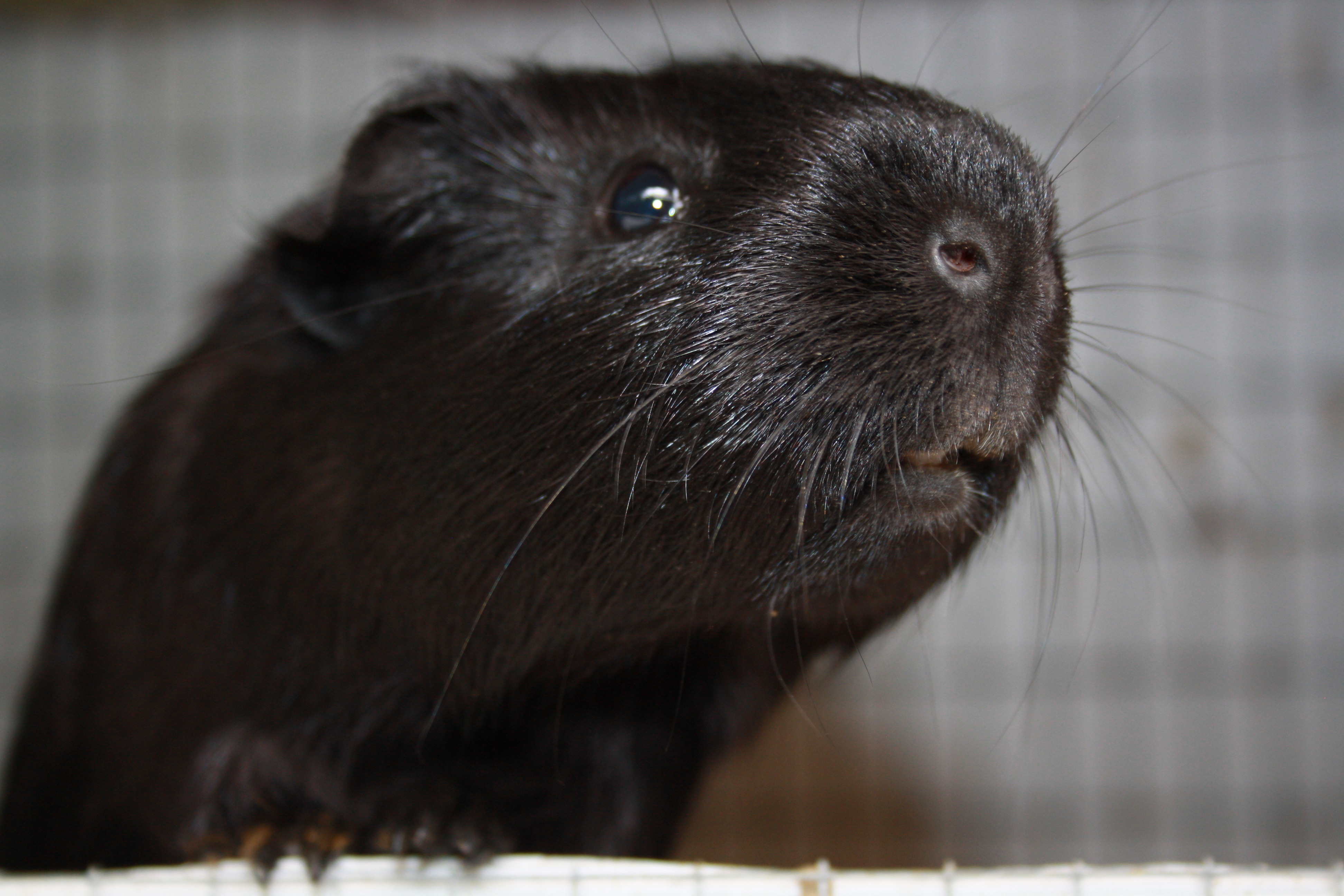 Jack Black - Male Short-hair Guinea Pig in QLD - PetRescue