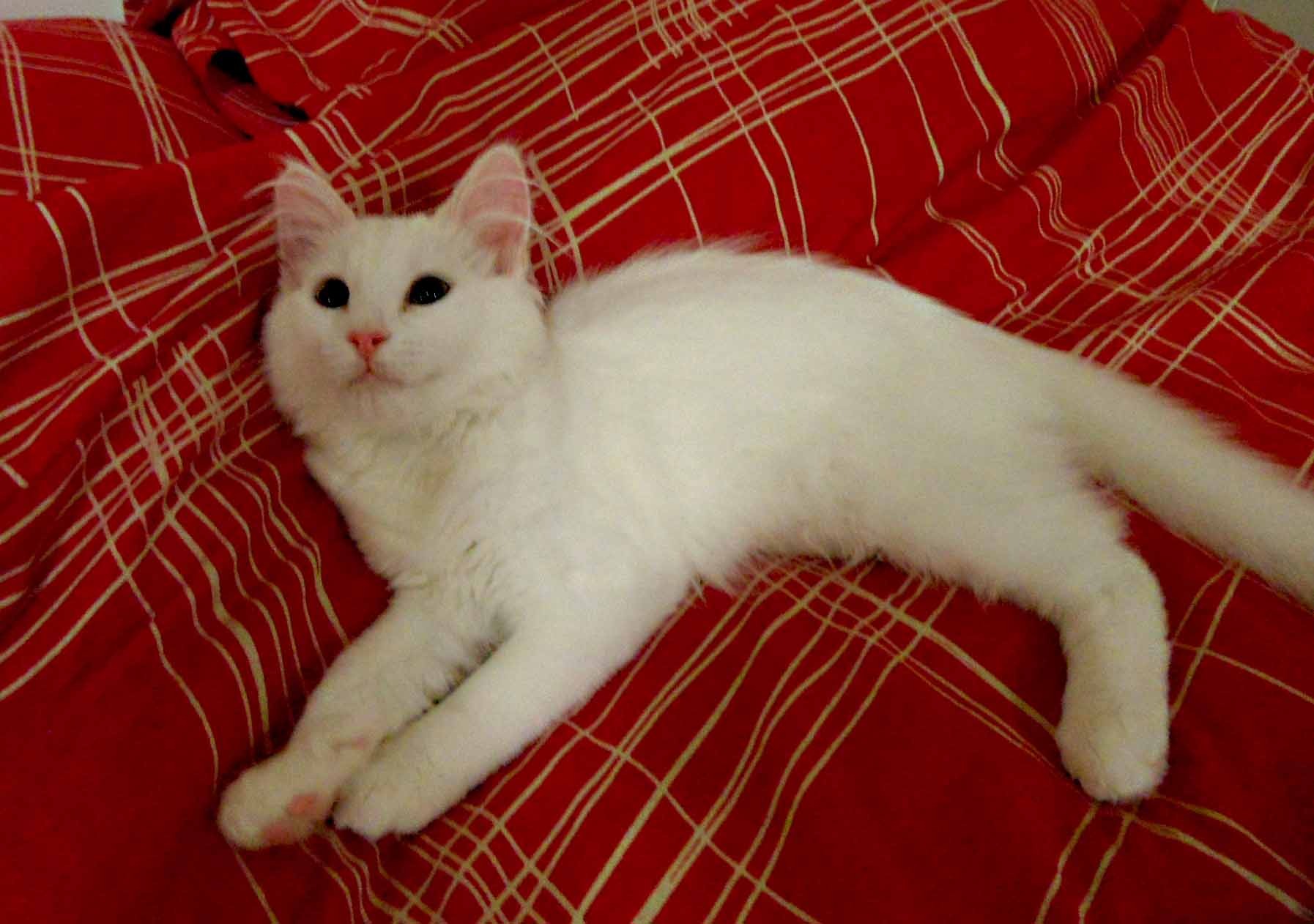 Akira - Female Domestic Cat in VIC - PetRescue