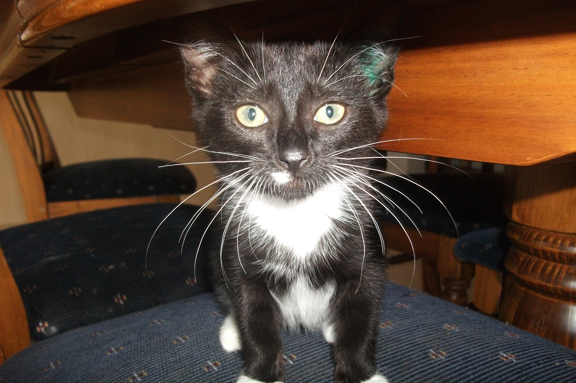 Cilla - Female Dsh Cat in VIC - PetRescue