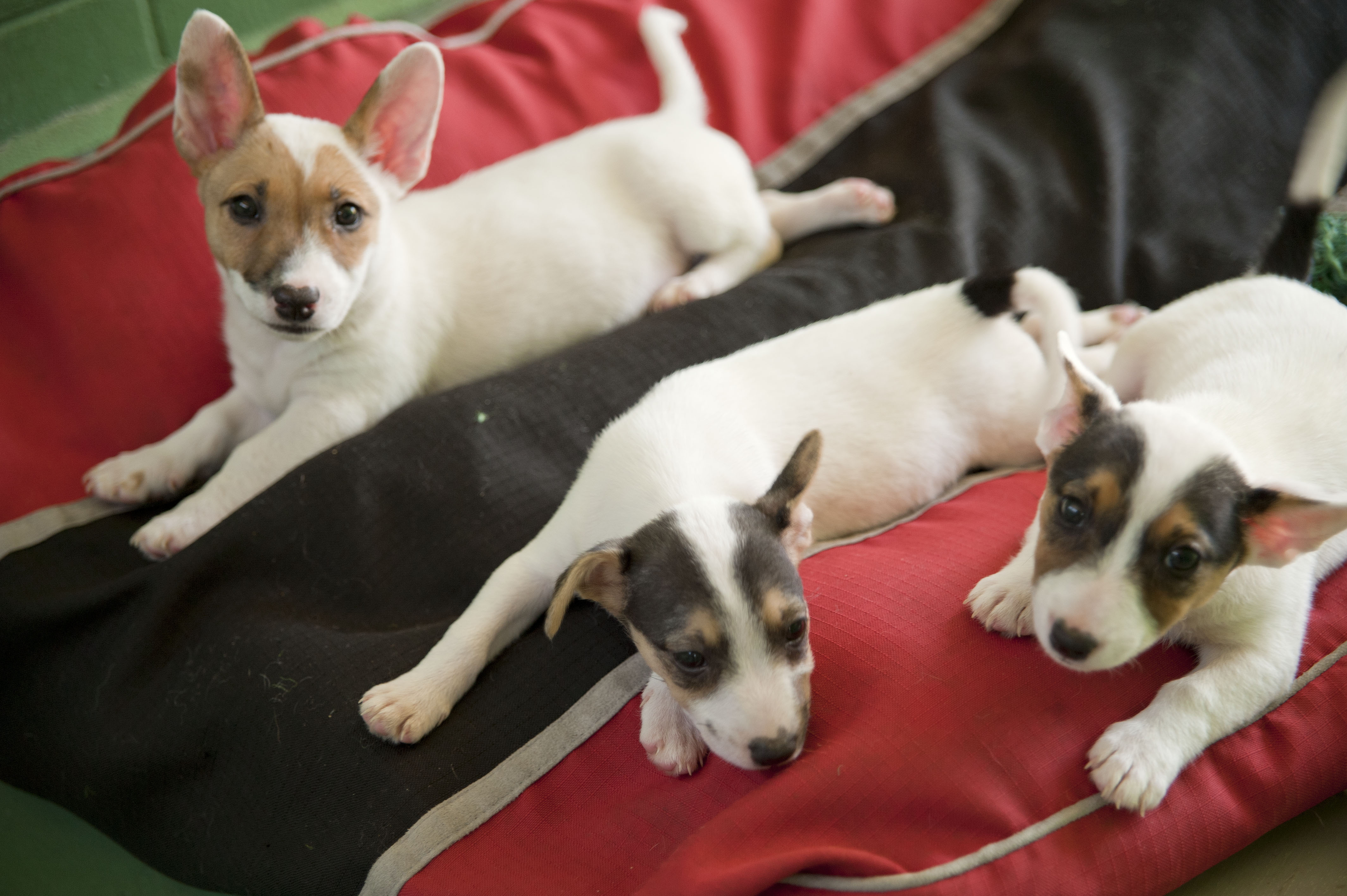 Bull Terrier X Pups 3 - Medium Male Bull Terrier Mix Dog in VIC - PetRescue