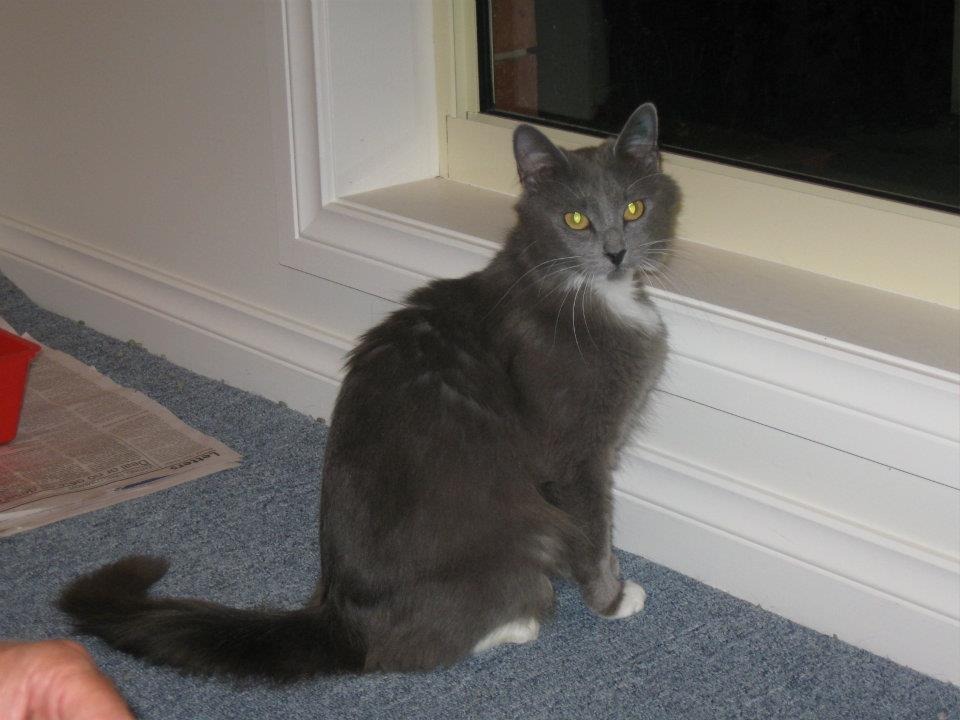 Meredith Grey - Female Dlh Cat in VIC - PetRescue