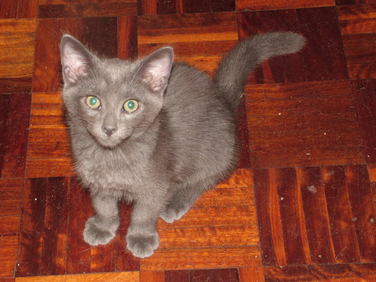 Alexis - Female Domestic Cat in QLD - PetRescue