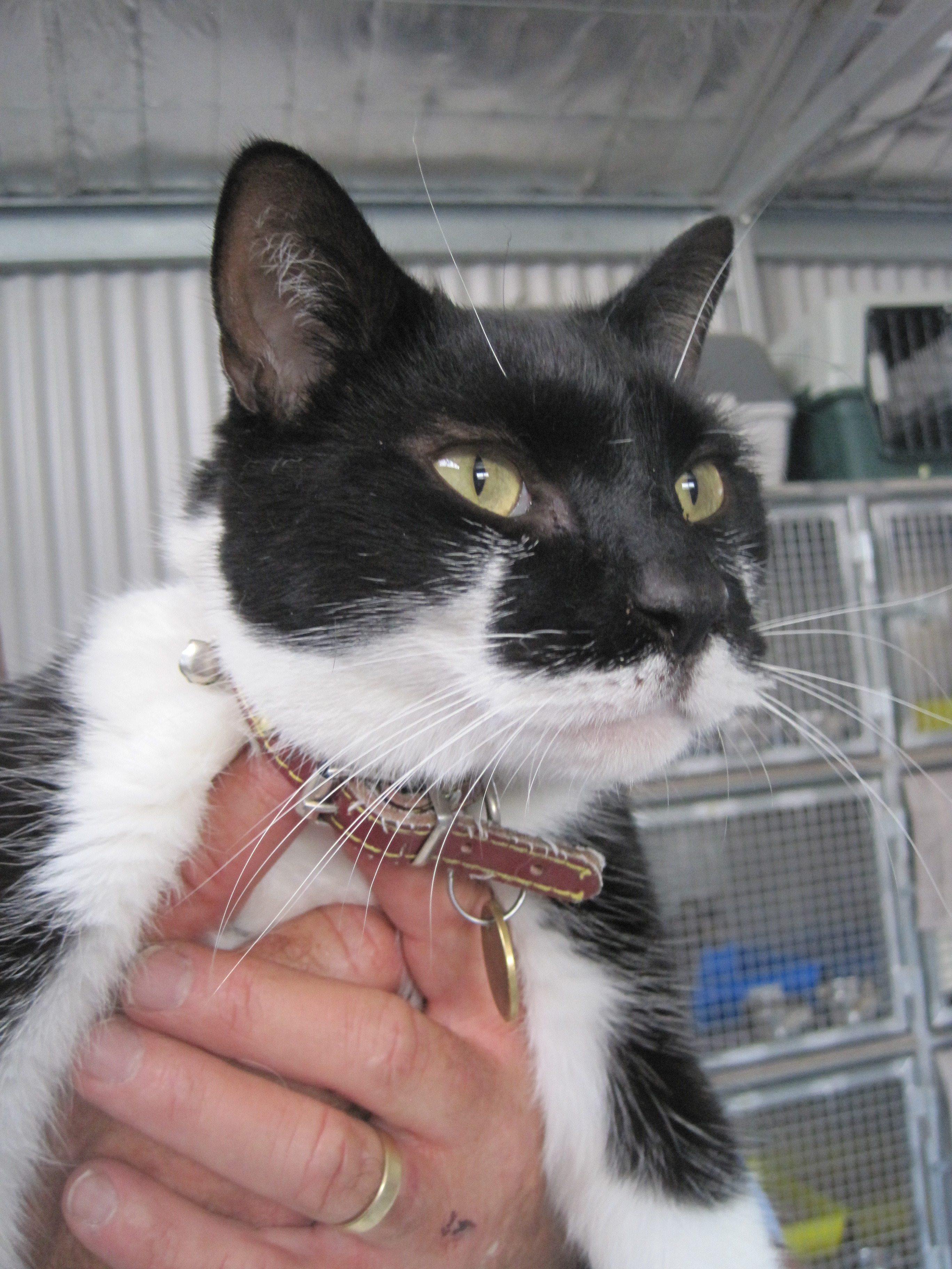 Lamb Chop - Male Domestic Short Hair Cat in VIC - PetRescue