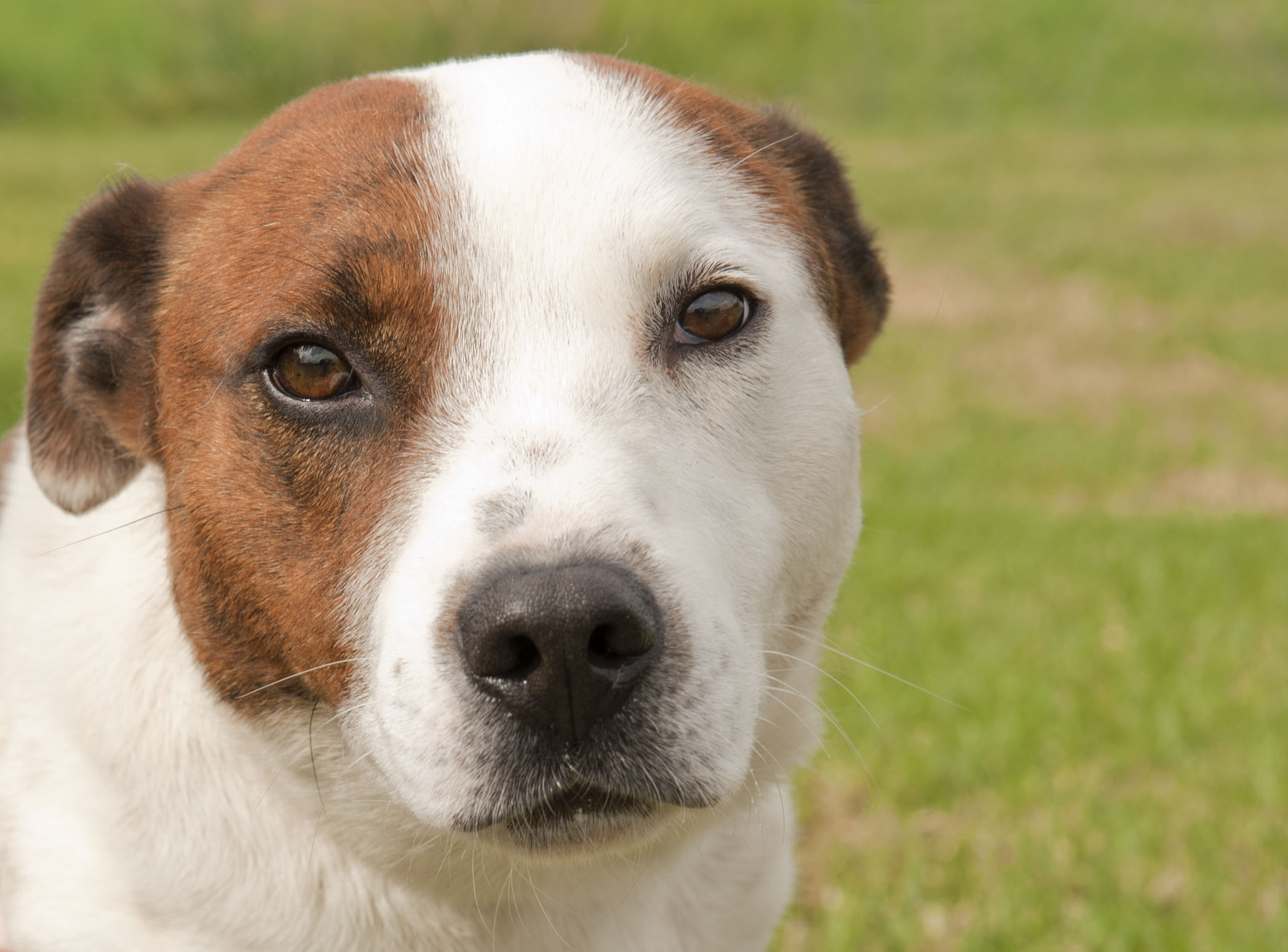 Mitchell Id5514 - Medium Male Red Heeler x Staffy Dog in VIC - PetRescue