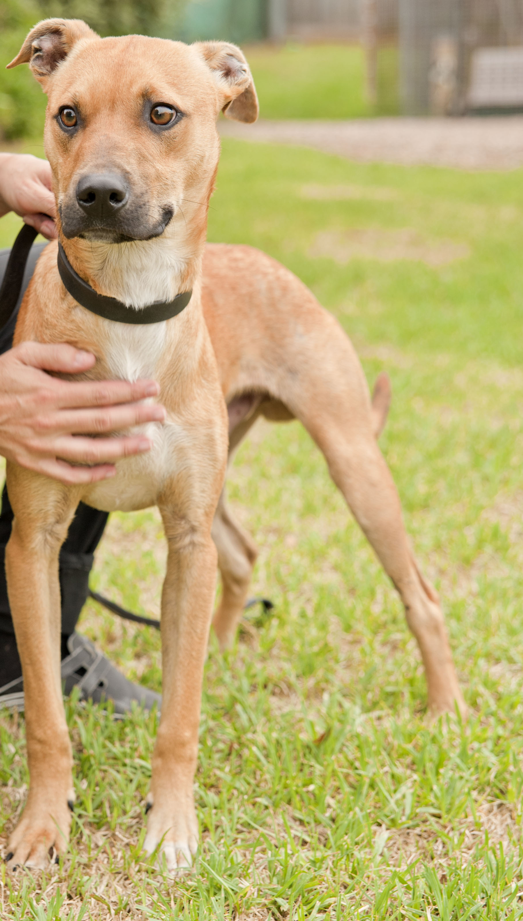 Banjo Id 5916 - Medium Male Staffy x Ridgeback Dog in VIC - PetRescue