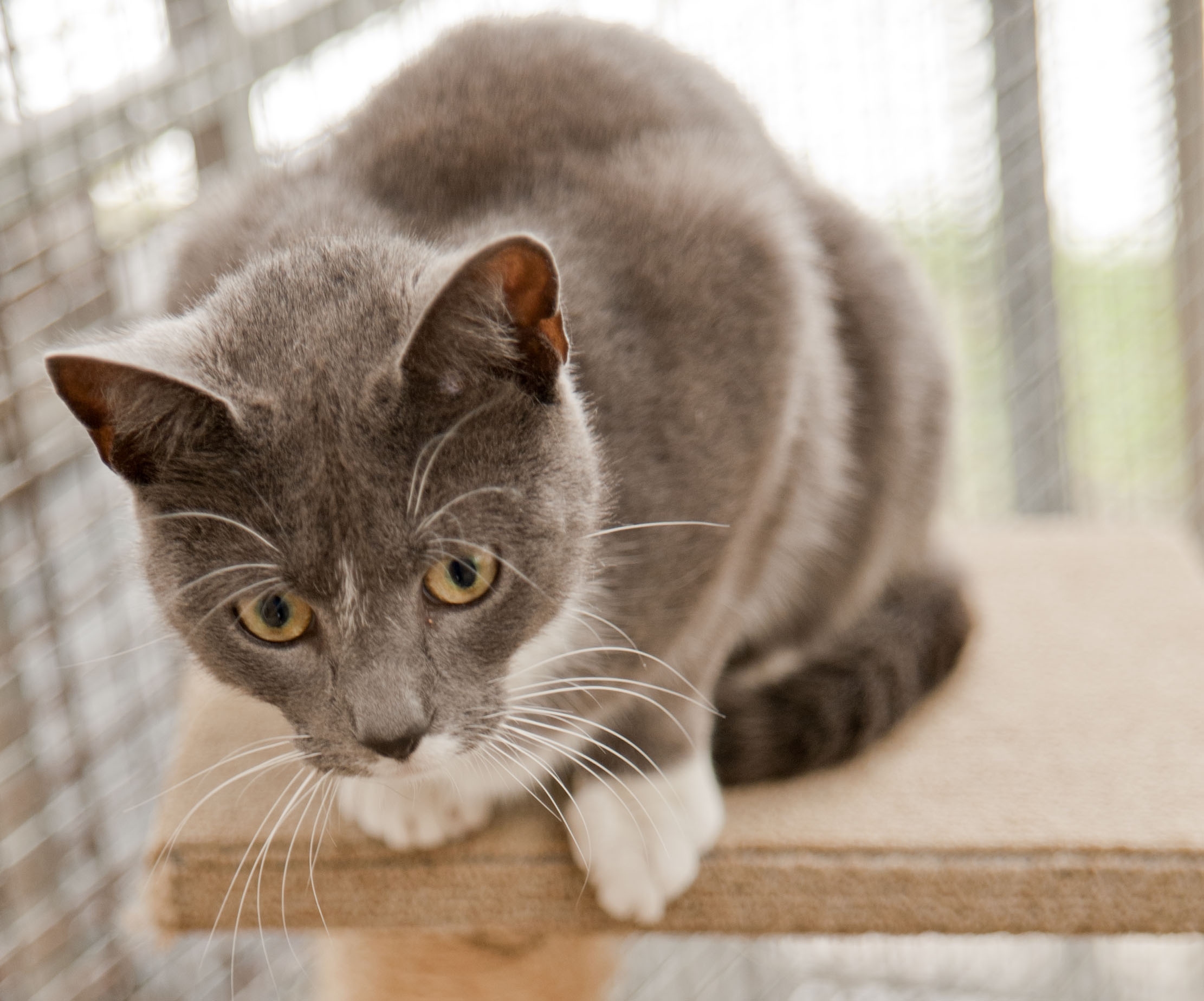 Chestnut Id 5296 - Female Dsh Cat in VIC - PetRescue