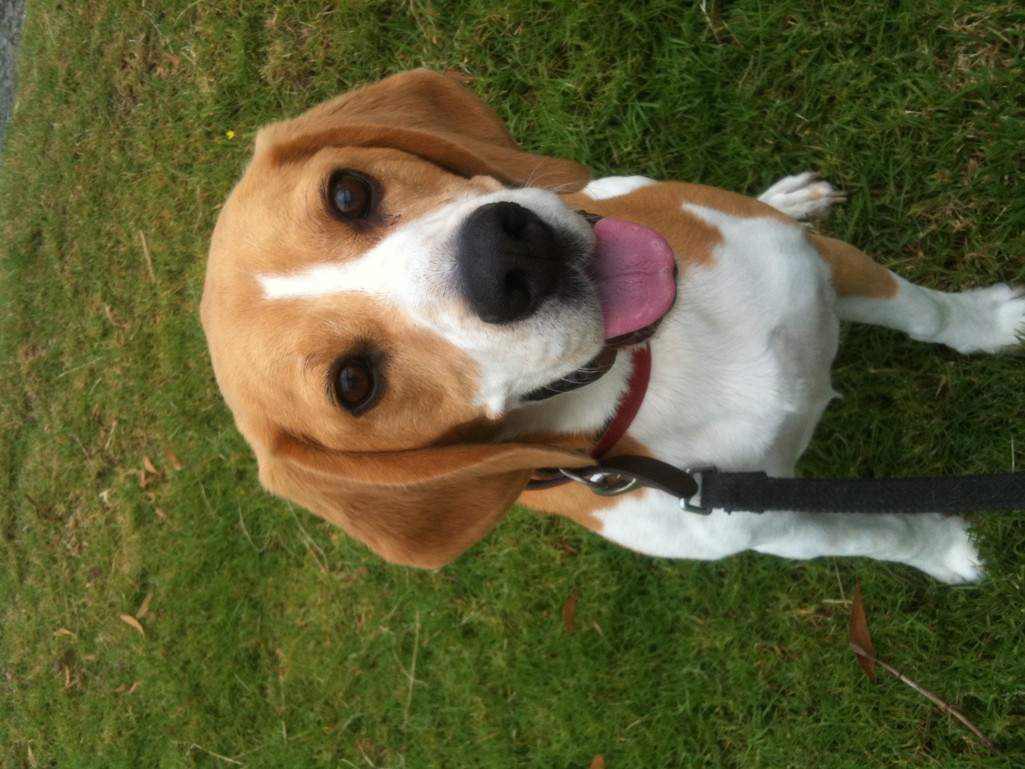 Roger (On Trial) - Medium Male Beagle Dog in VIC - PetRescue
